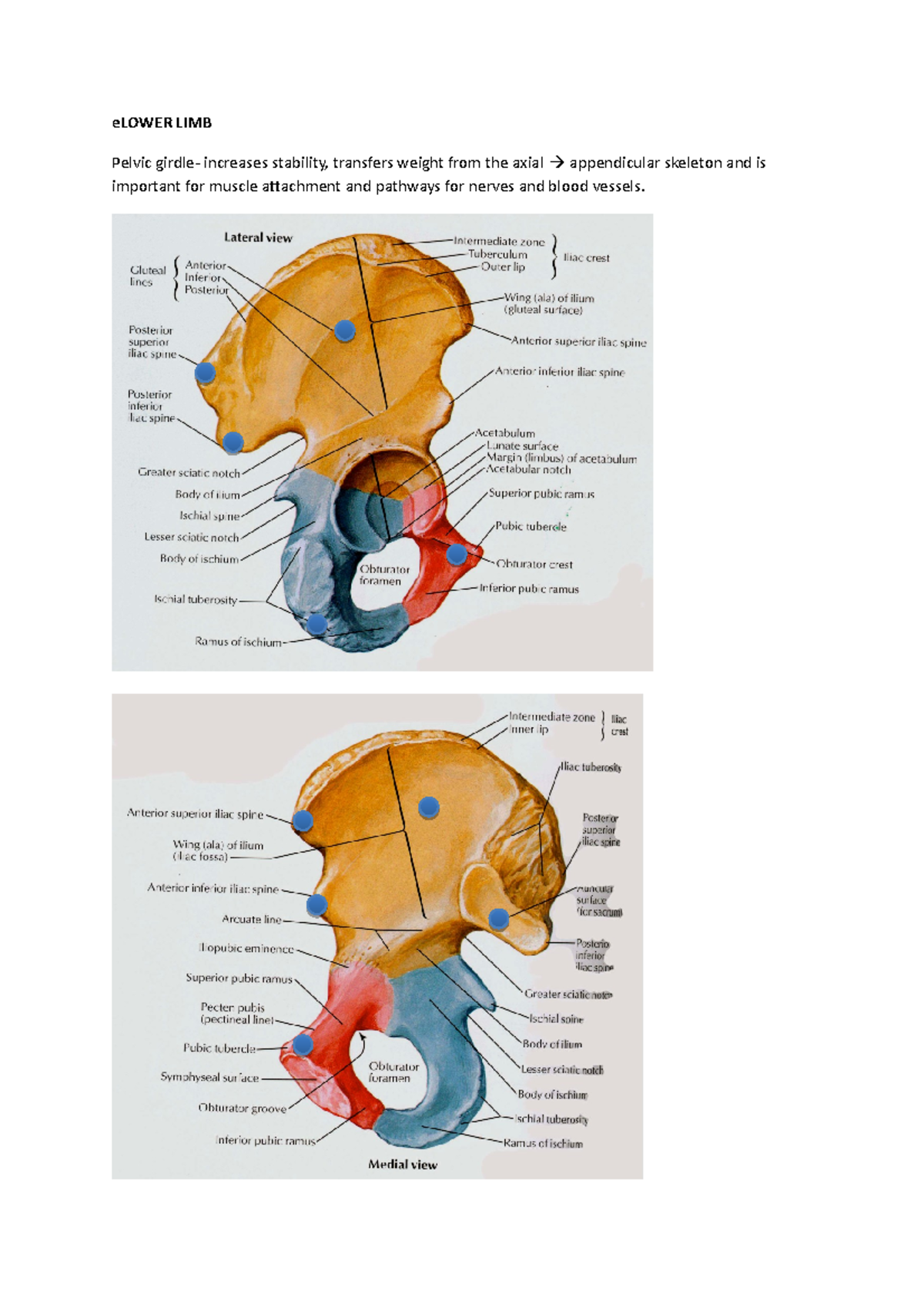 Lower LIMB Notes - Summary Musculoskeletal Anatomy - eLOWER LIMB Pelvic ...