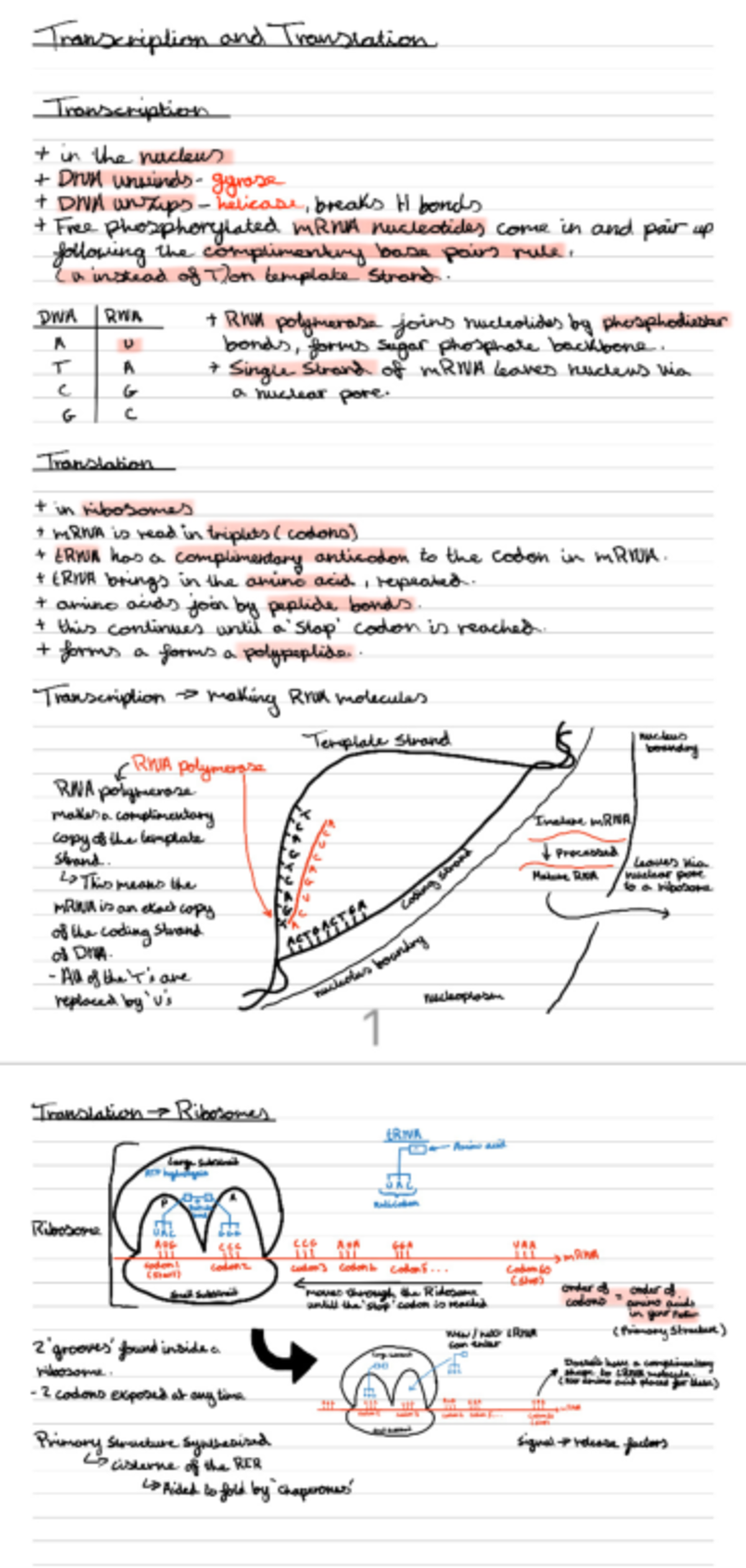 transcription and translation - Studocu