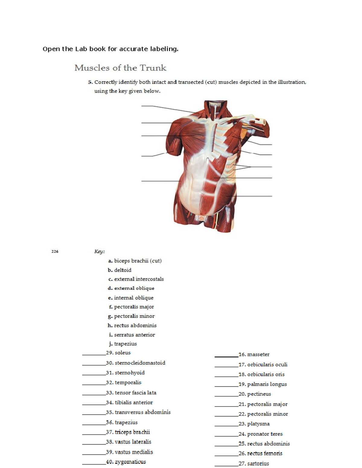 Exercise 13 – Gross Anatomy of Muscular System - Appendicular Muscles ...