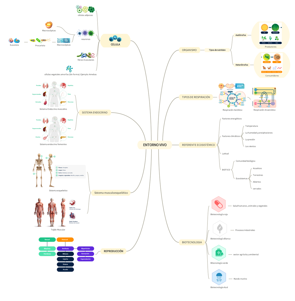MAPA Mental Entorno VIVO - ENTORNO VIVO ORGANISMO TIPOS DE RESPIRACIÓN ...