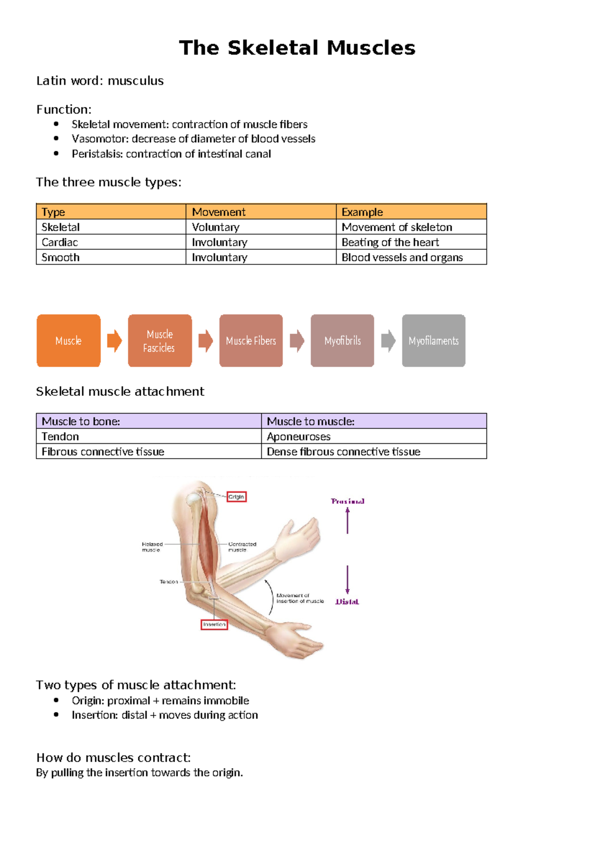 ANA 121 - exams notes - The Skeletal Muscles Latin word: musculus ...
