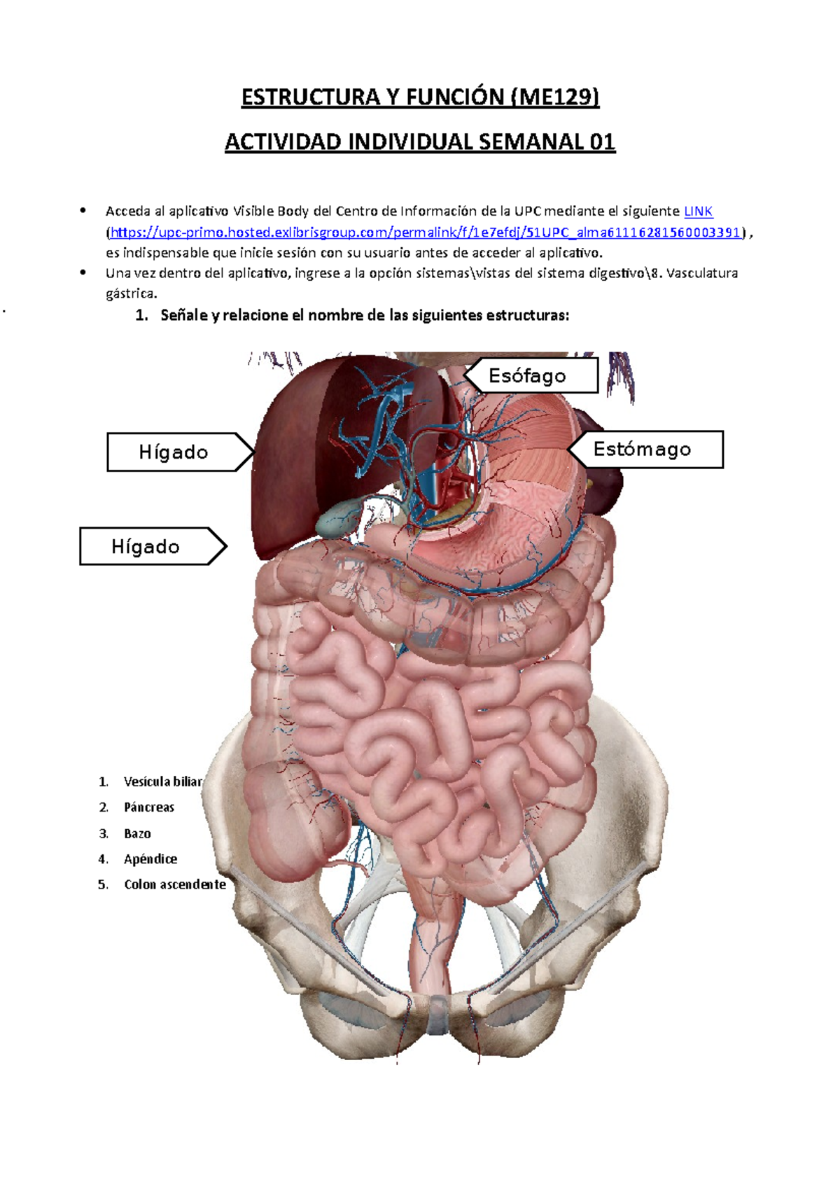 Estructura - tarea - ESTRUCTURA Y FUNCIÓN (ME129) ACTIVIDAD INDIVIDUAL ...