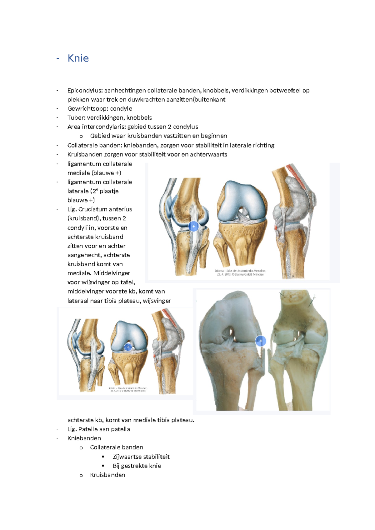 Anatomie en histologie Knie - Knie Epicondylus: aanhechtingen ...