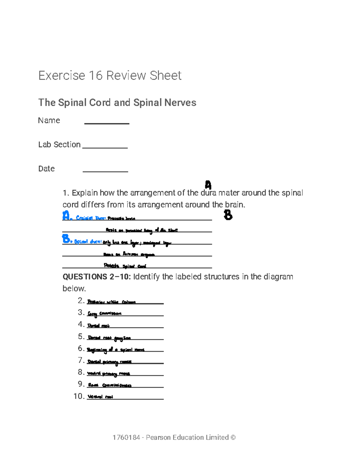 Lab 16 - completed lab assignment - Exercise 16 Review Sheet The Spinal Cord and Spinal Nerves ...