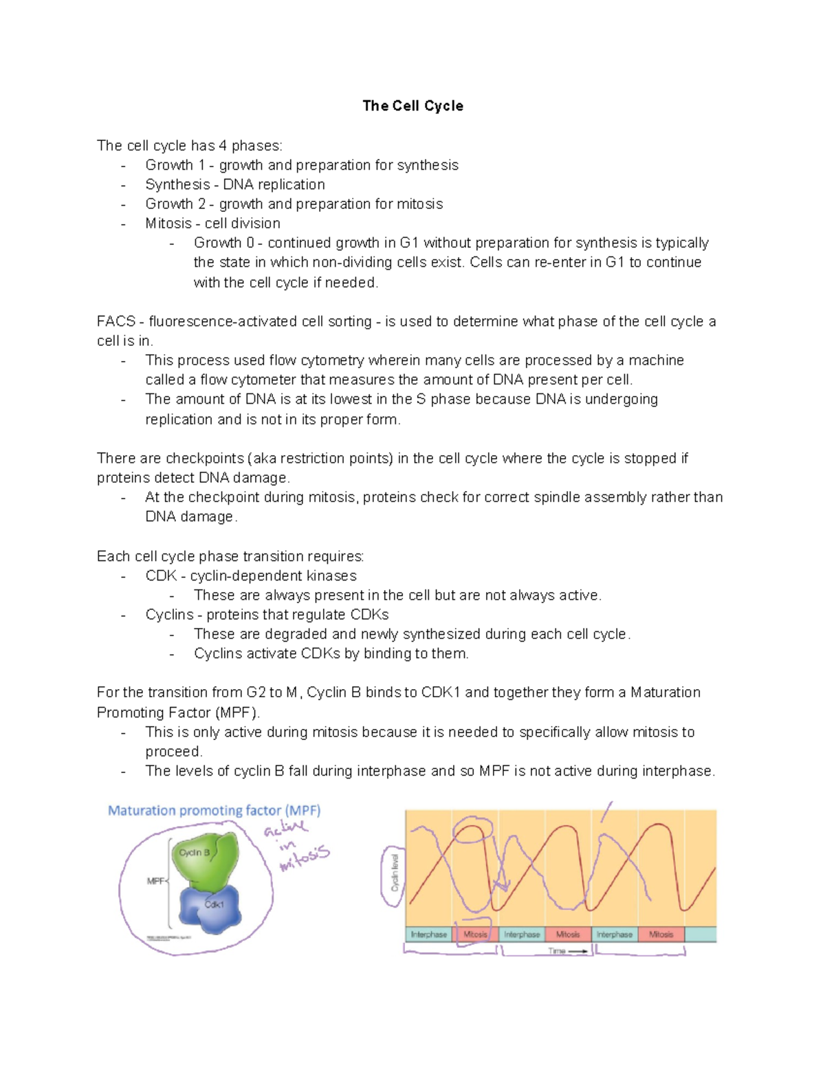 Cell Biology (BI203) Chapter 16 - The Cell Cycle The cell cycle has 4 ...