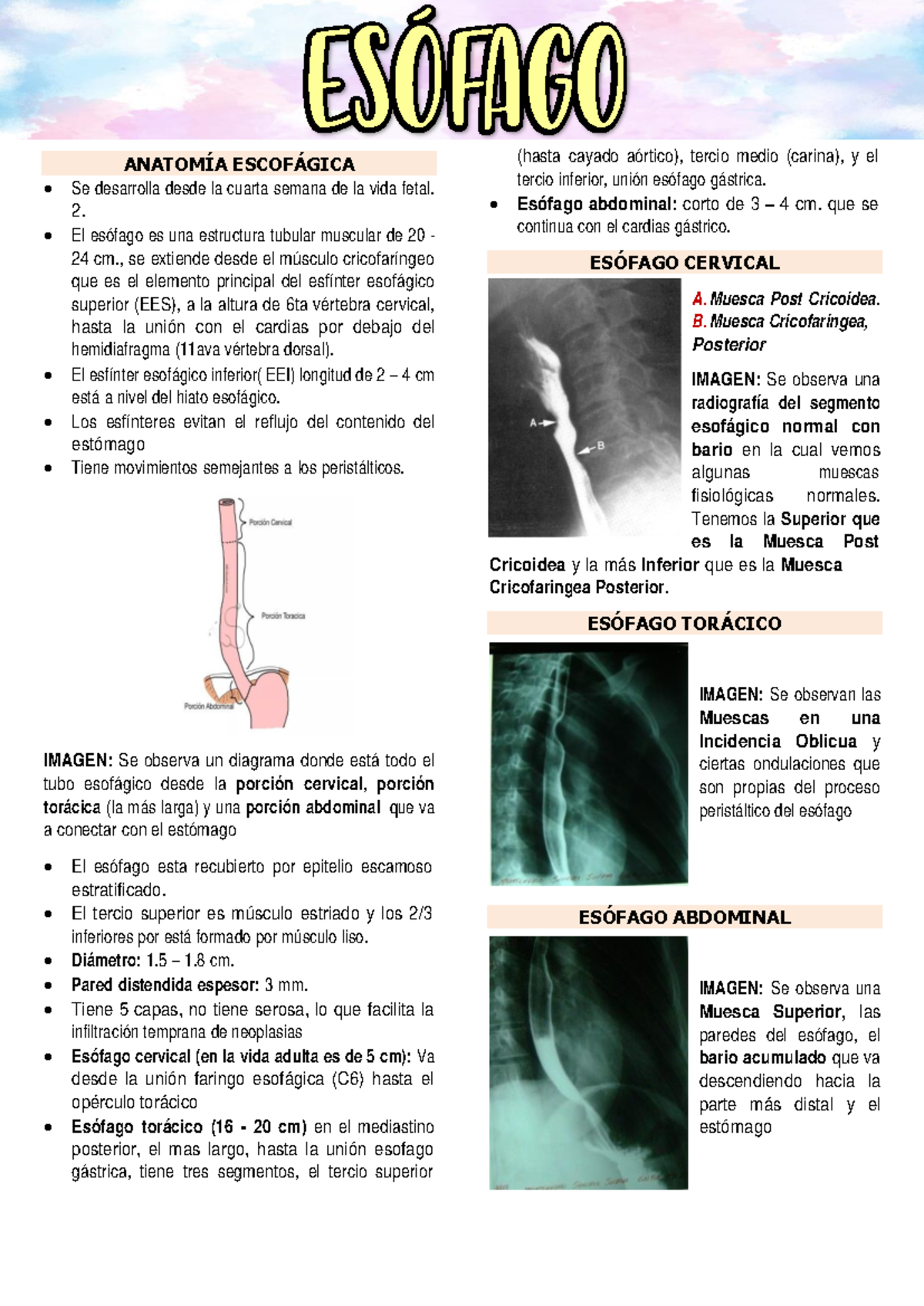 1.2. Esófago - Hola - ANATOMÍA ESCOFÁGICA Se desarrolla desde la cuarta ...