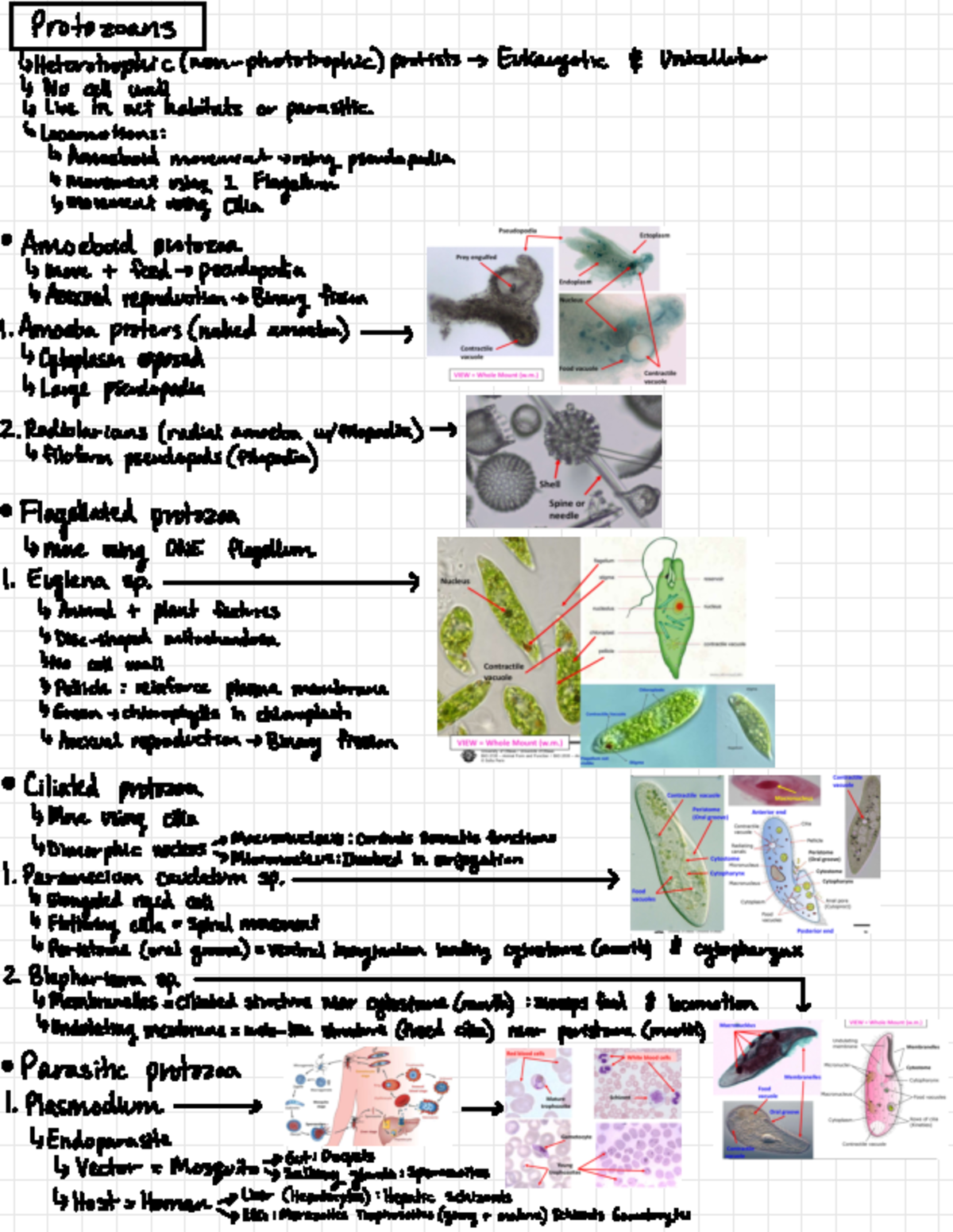 Lab Exam Study Aid - Summary Animal Form and Function - Protozoans ...