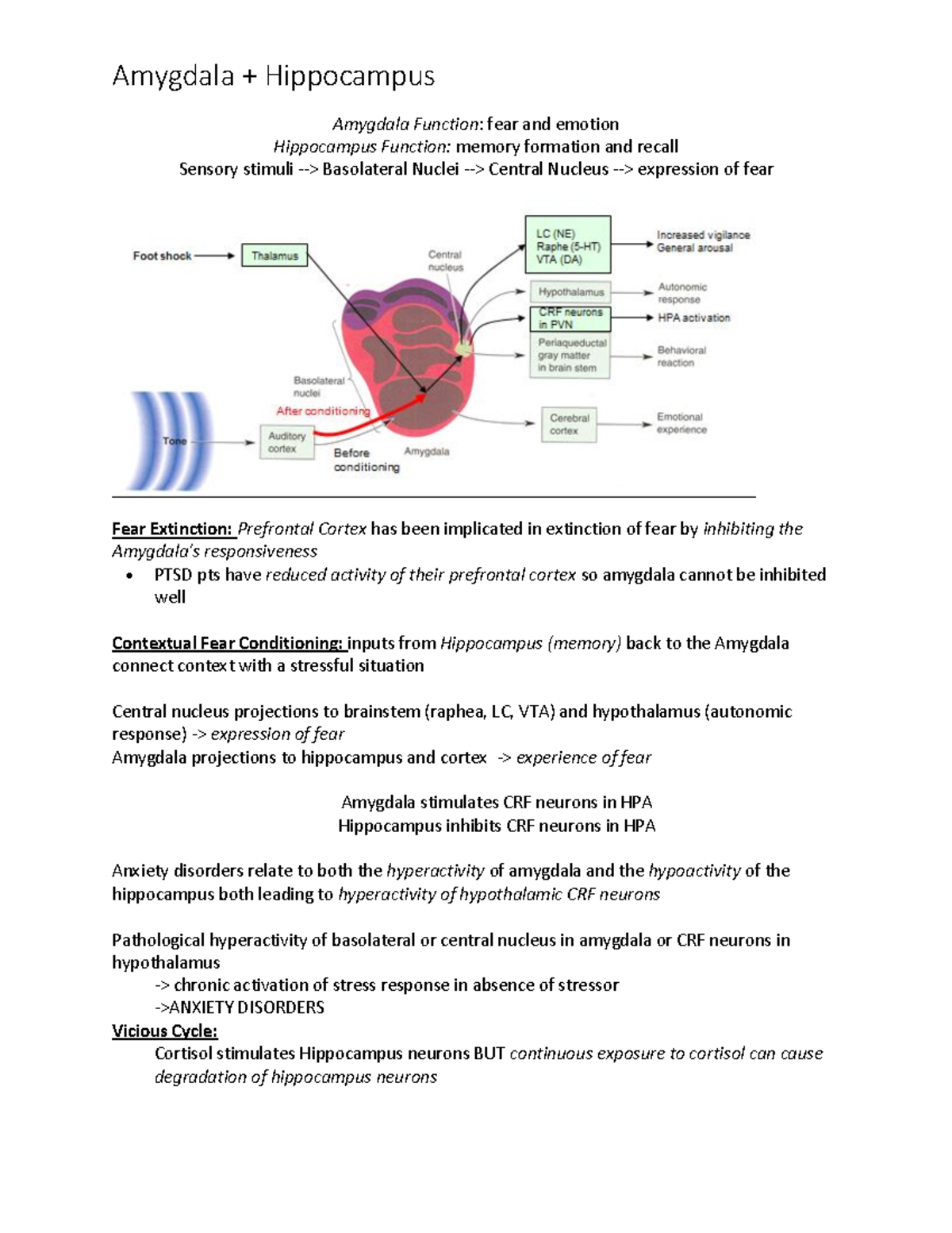 Summary - lectures: amygdala function, dms, hypothalamus + pituitary ...