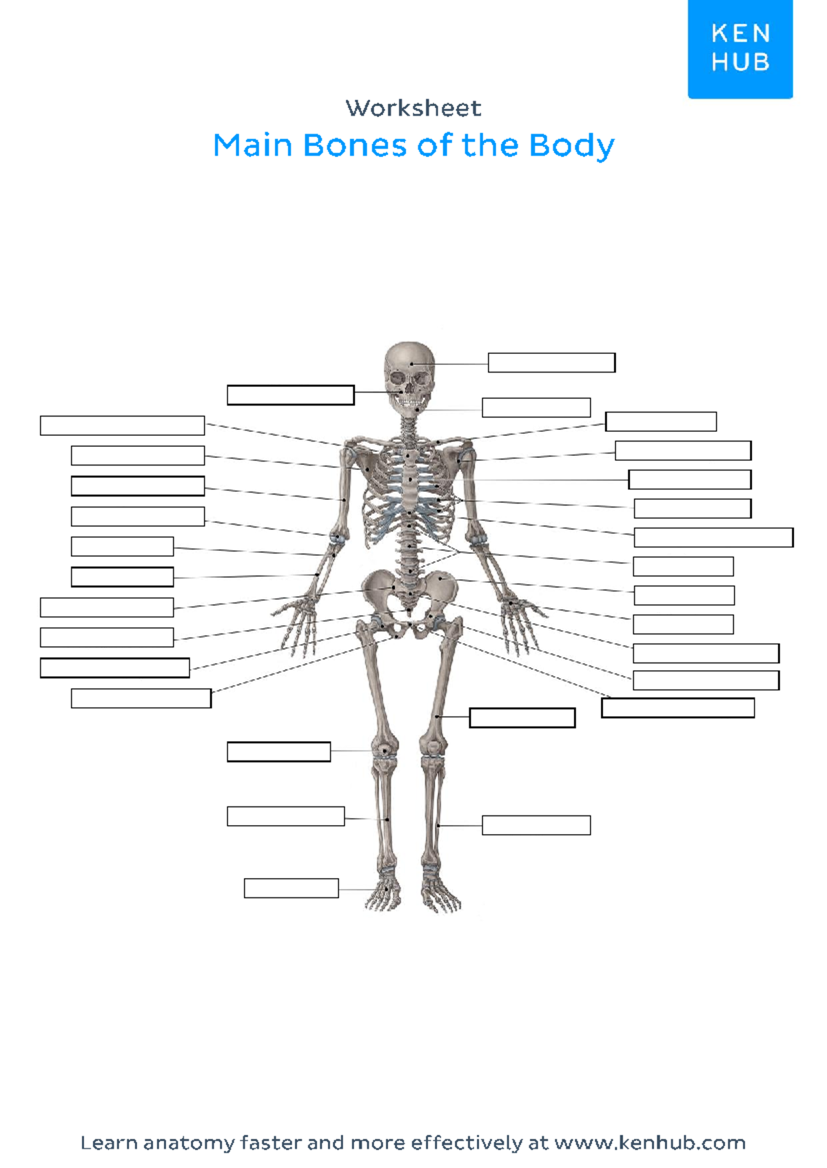 Worksheet main bones of body unlabeled - 27906 - Worksheet ...