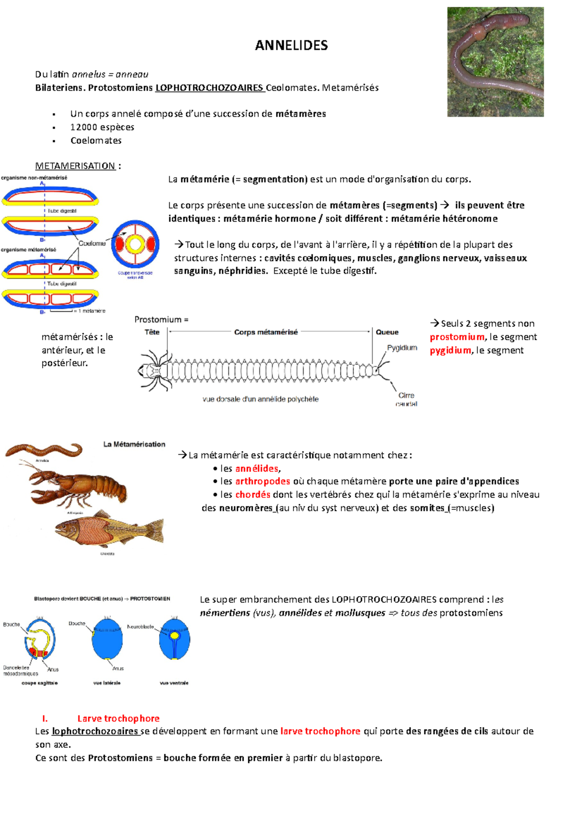 chapitre 7 : les annélides - ANNELIDES Du latin annelus = anneau ...