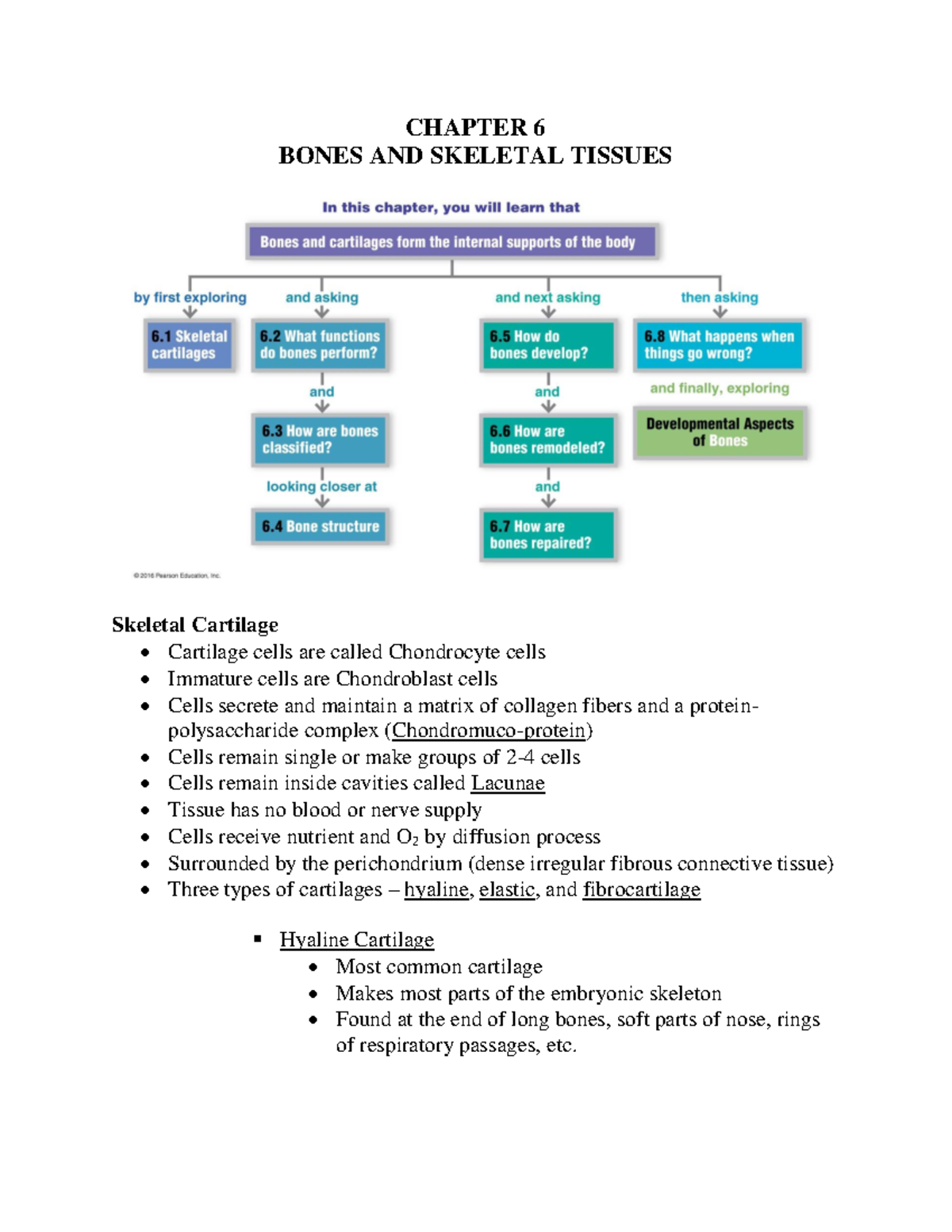 Chapter 6 - Skeleton Lecture Notes - CHAPTER 6 BONES AND SKELETAL ...