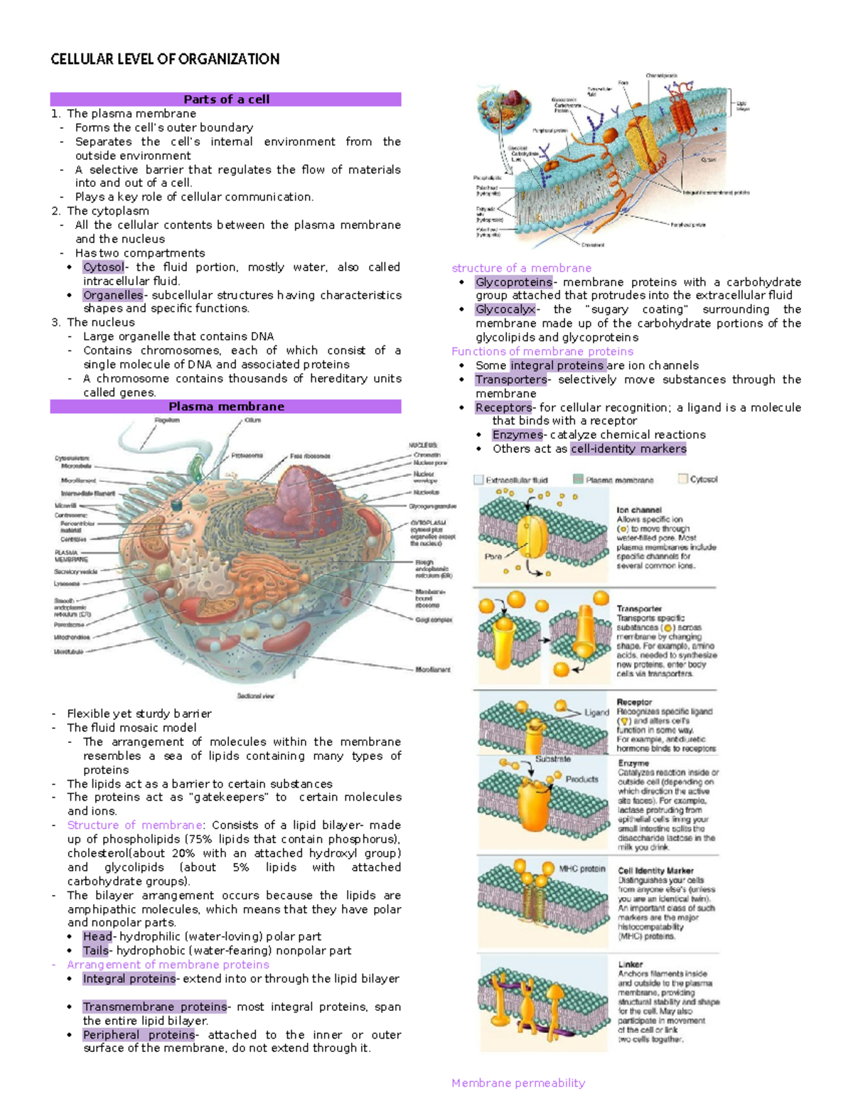 3Cellular level of organization - Parts of a cell The plasma membrane ...