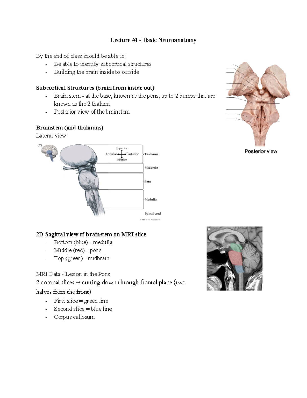 Lecture Notes - Lecture #1 - Basic Neuroanatomy By the end of class ...