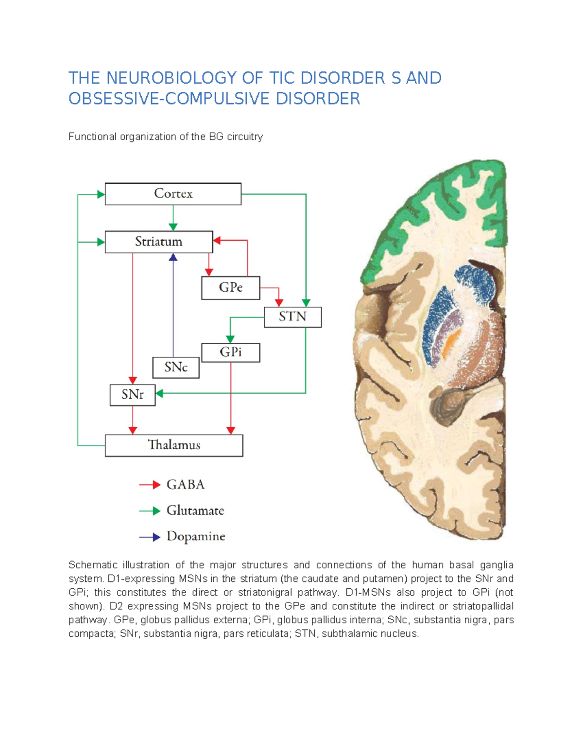 THE Neurobiology OF TIC Disorder S AND - THE NEUROBIOLOGY OF TIC ...