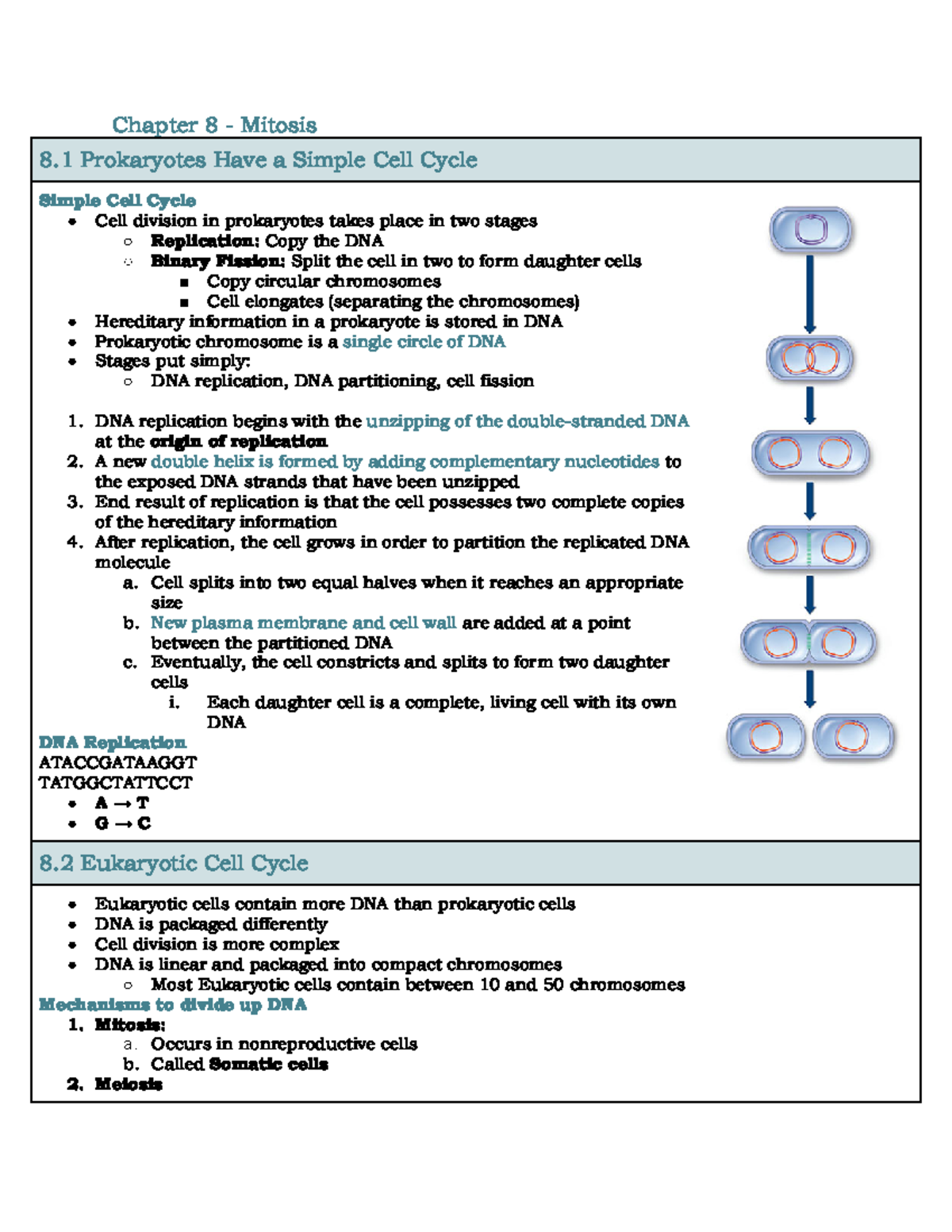 Chapter 8 - Mitosis (BIOL 100) - Chapter 8 - Mitosis 8 Prokaryotes Have ...