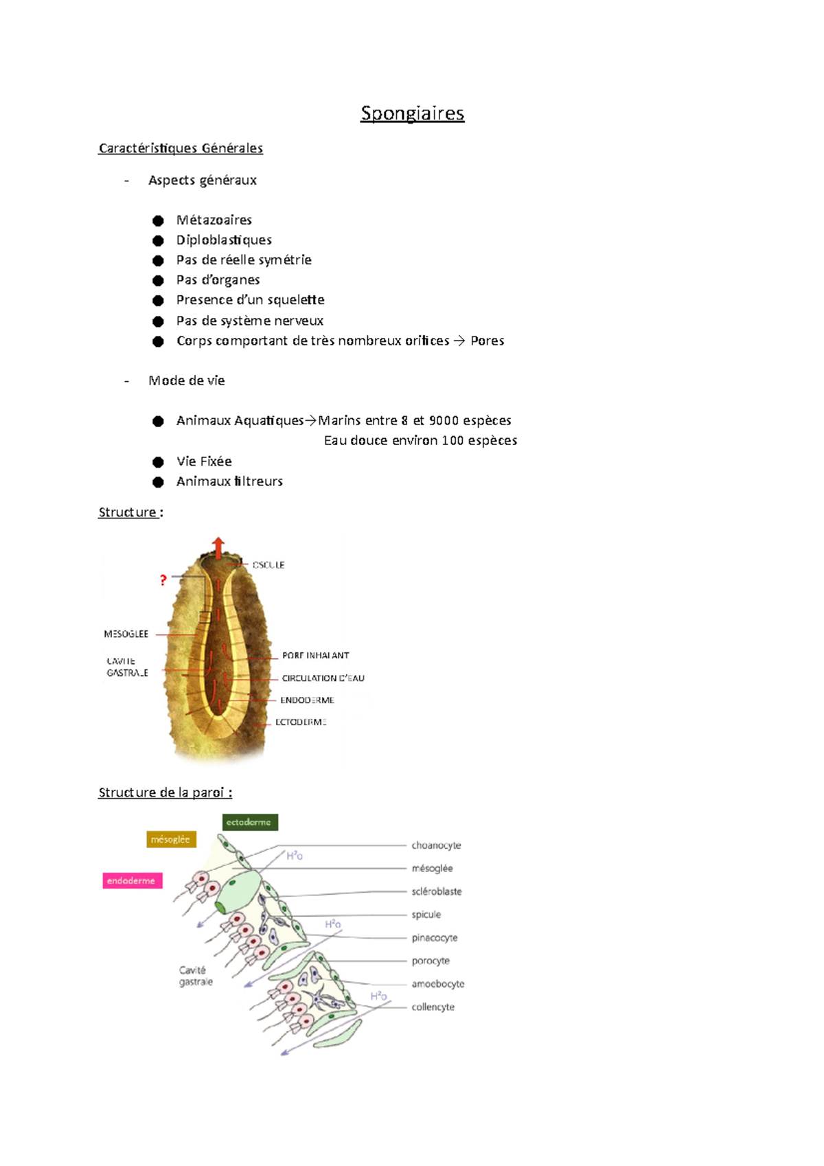 Spongiaires - Notes de cours 10 - Spongiaires Caractéristiques ...