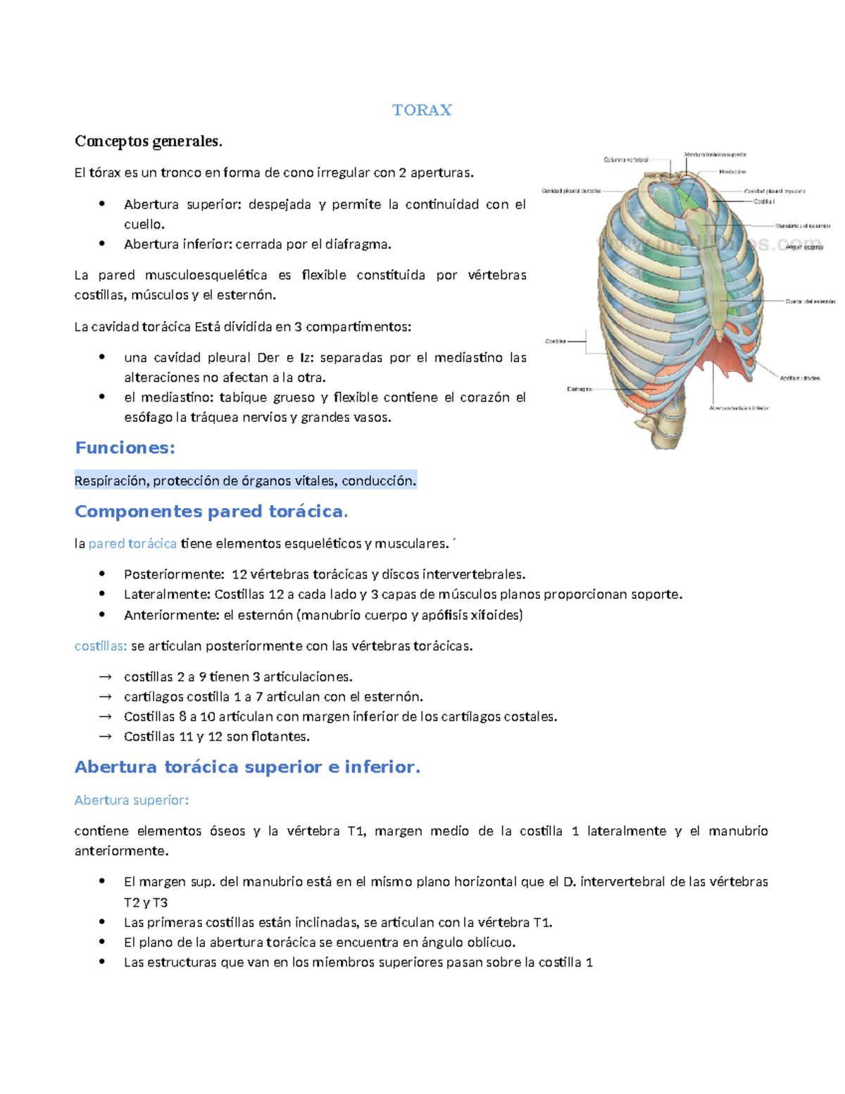 Apuntes anatomia torax - TORAX Conceptos generales. El tórax es un ...