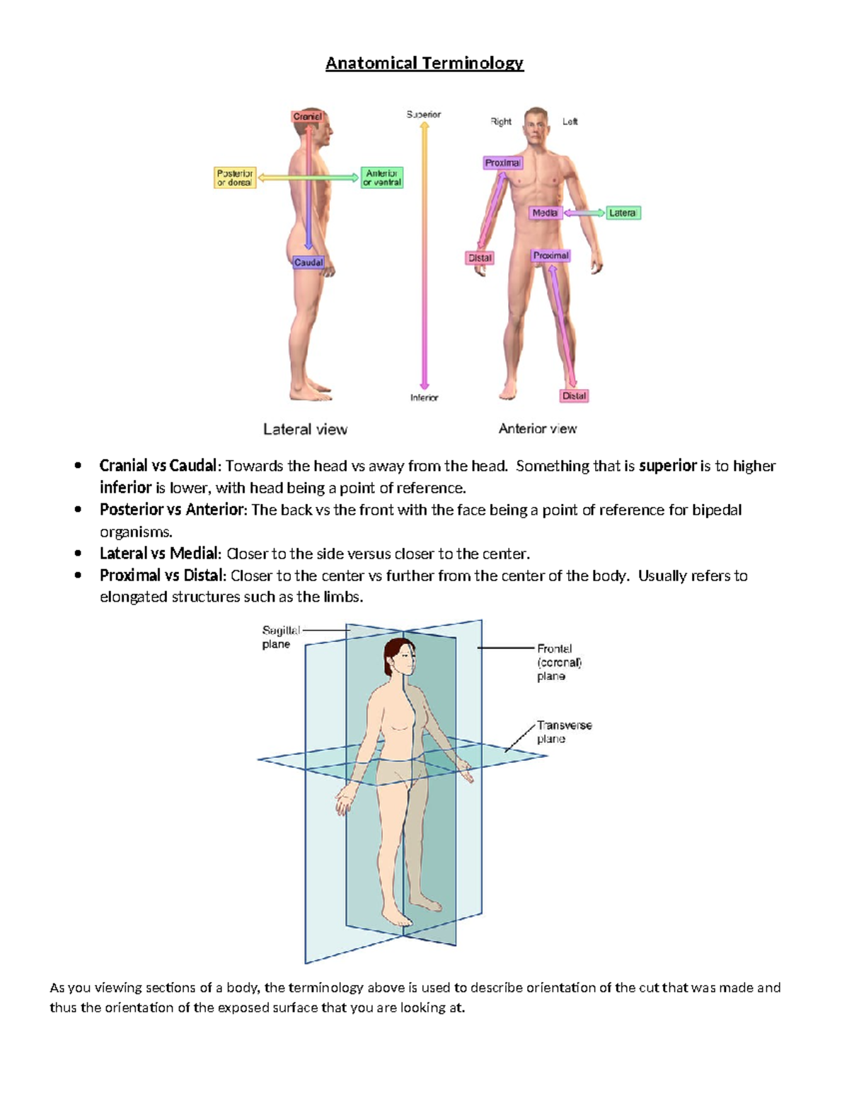 SBI3UP- Anatomical Terminology - Anatomical Terminology Cranial vs ...