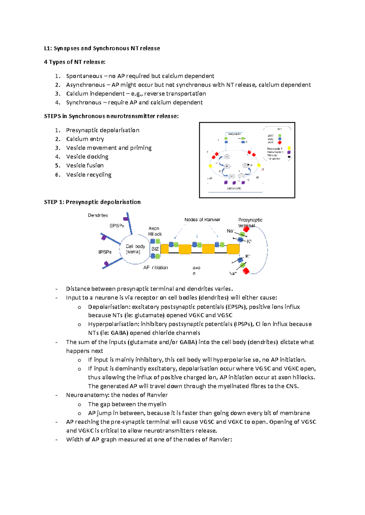 Physiology and Pharmacology of CNS L1 - L1: Synapses and Synchronous NT ...