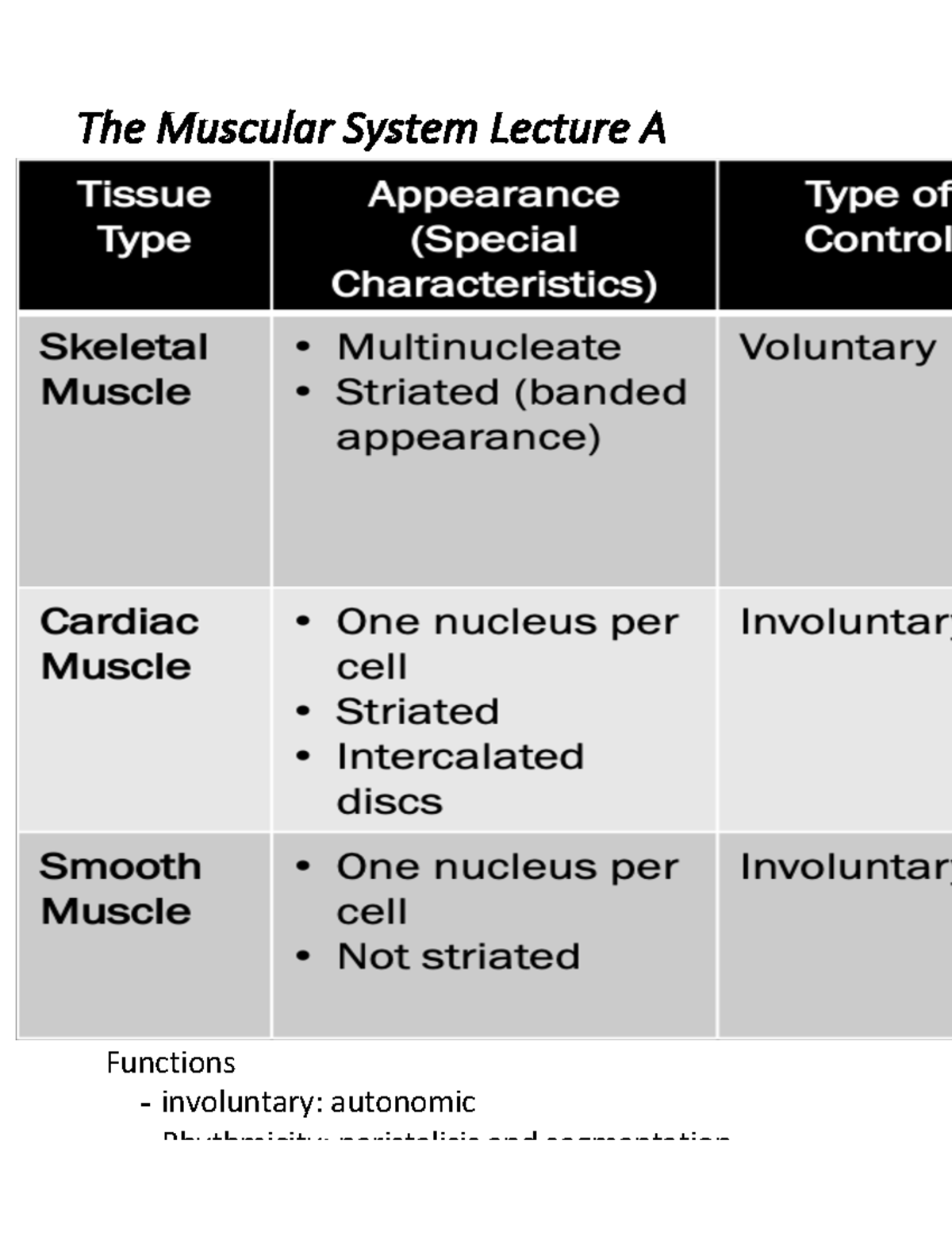 The Muscular System Lecture A - Smooth muscle cells -contain filaments ...