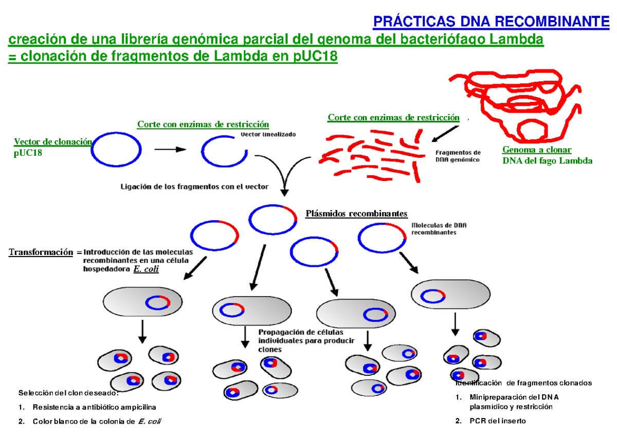 + Practicas Clonación Genoteca EN PUC18 - Plásmidos recombinantes **S ...