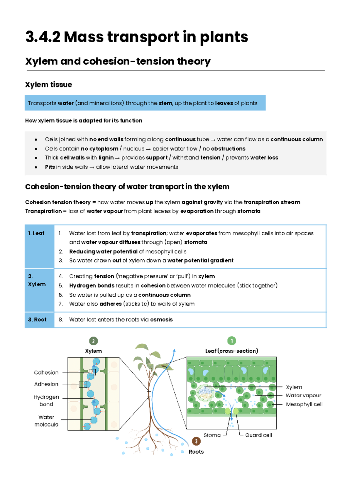 Topic 3 - NEW-Mass-transport-in-plants - 3.4 Mass transport in plants ...