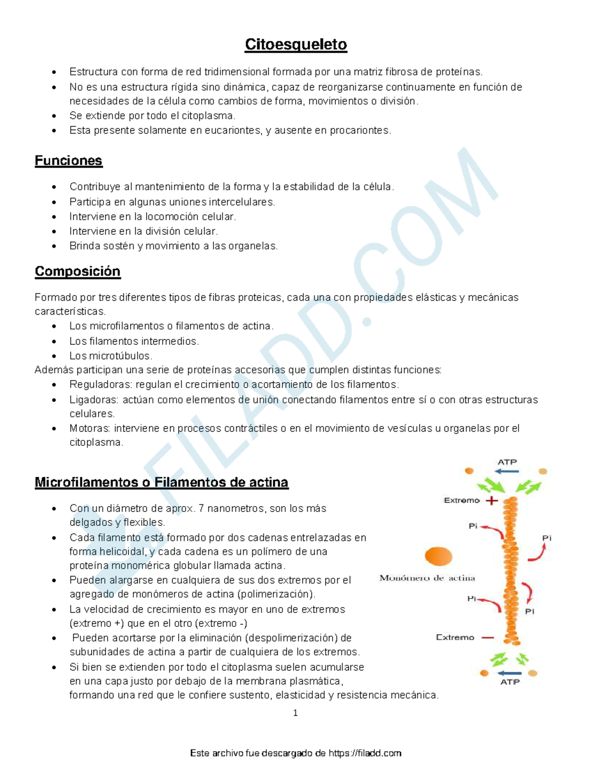 Wuolah-free-Citoesqueleto resumen - Citoesqueleto Estructura con forma ...
