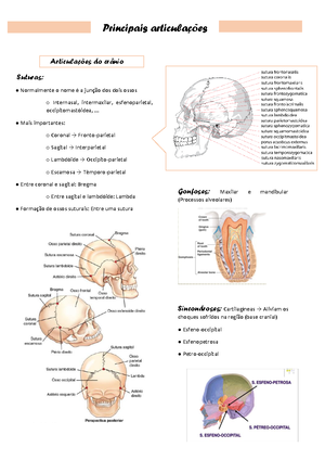 Forames do crânio para anatomia sistêmica - Forames do crânio Forame ...
