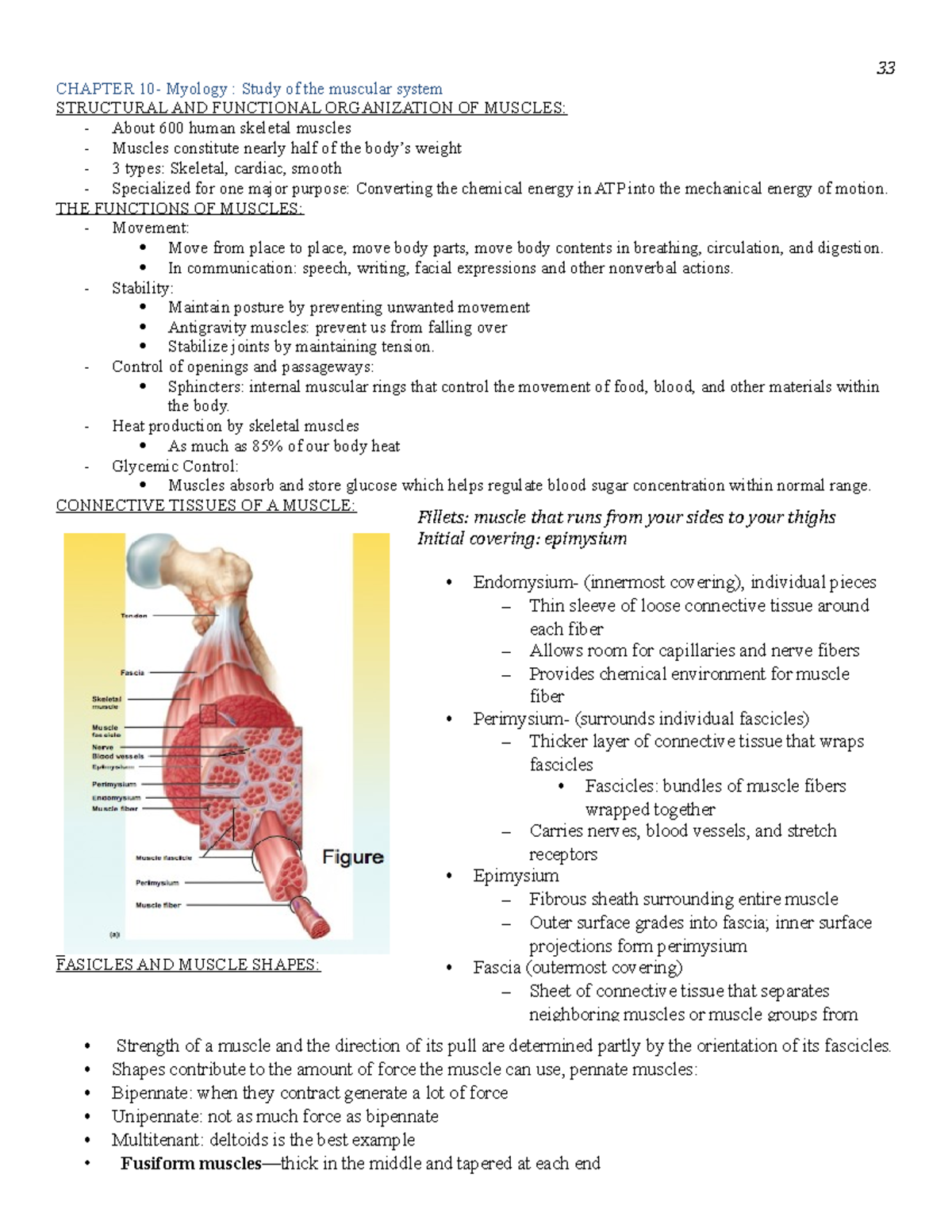 A&P test 2 - 33 CHAPTER Myology : Study of the muscular system ...