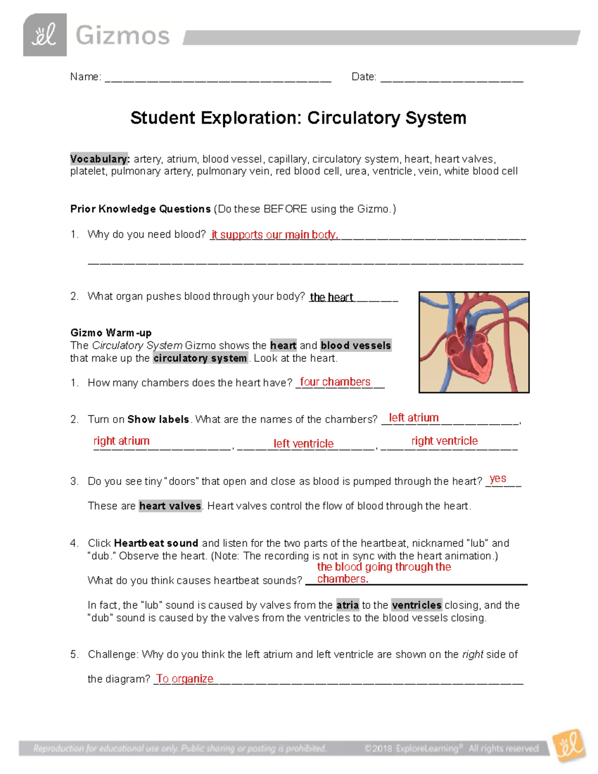 Copy of Cardiovascular Circulatory System Gizmo Lab Student Copy - Name ...