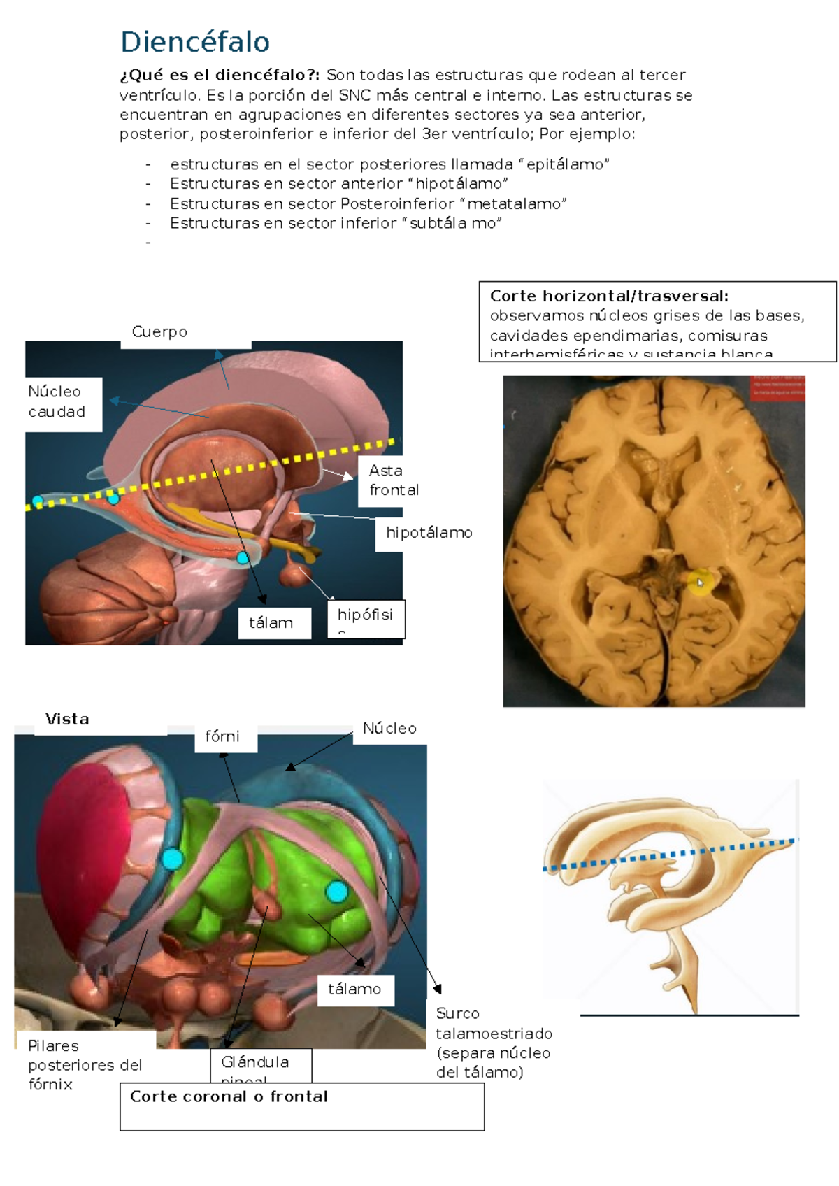 Diencéfalo - apuntes - Diencéfalo ¿Qué es el diencéfalo?: Son todas las ...