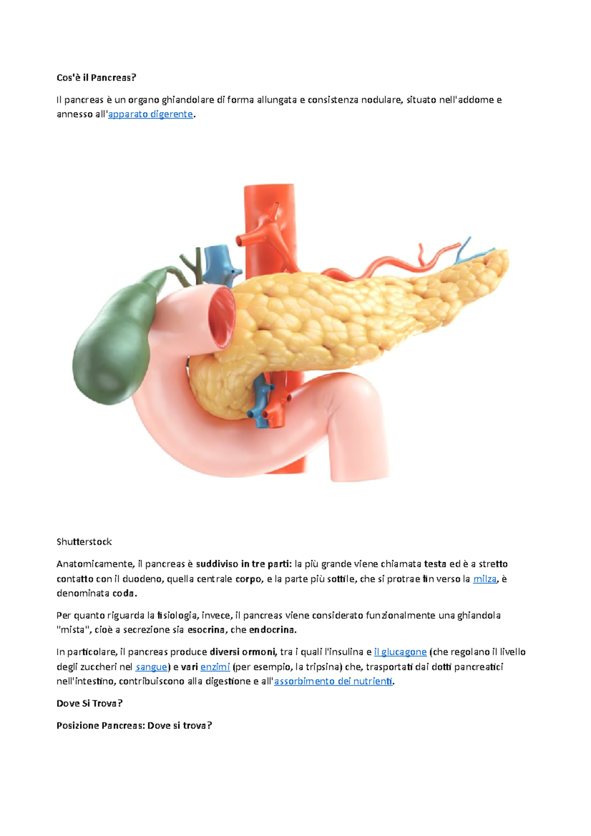 Il pancreas - Cos'è il Pancreas? Il pancreas è un organo ghiandolare di ...