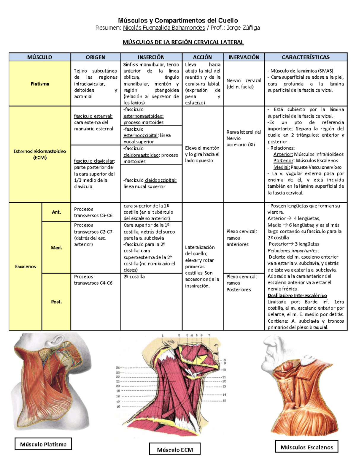 Tabla M├║sculos y Compartimentos del Cuello - Músculos y Compartimentos del Cuello Resumen ...