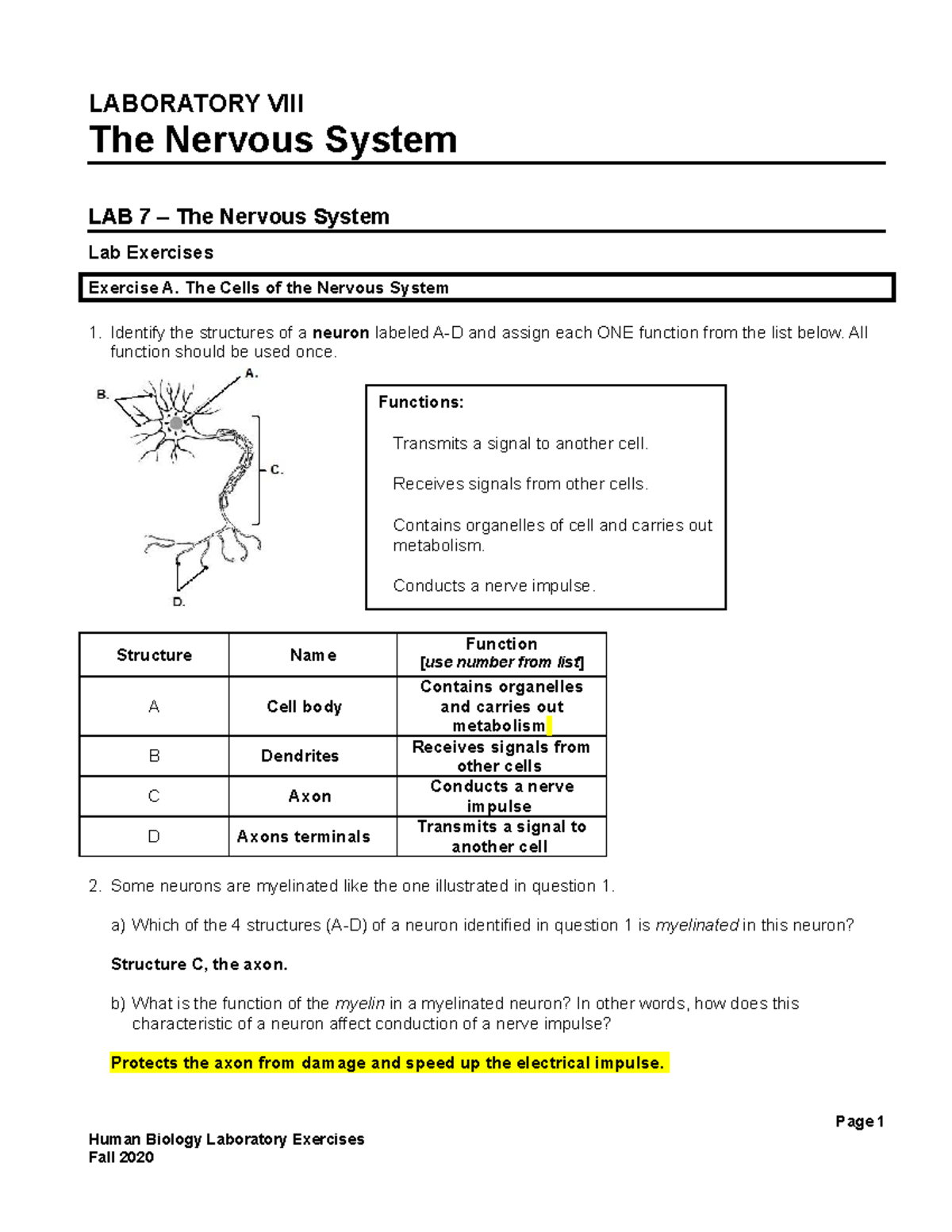 Lab 8 Organ Systems B - LABORATORY VIII The Nervous System LAB 7 – The ...