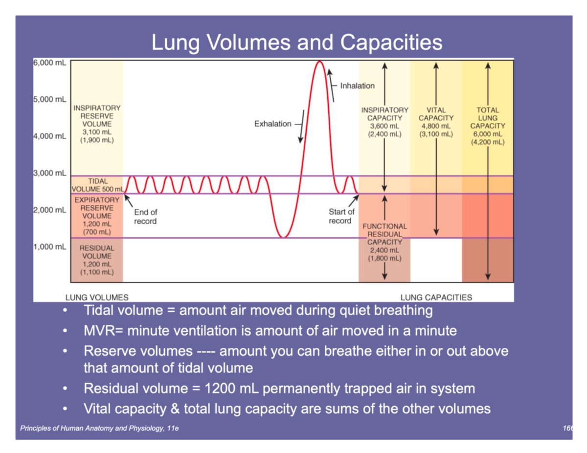 Lung Volumes Capacities - PSY 2012 - Studocu