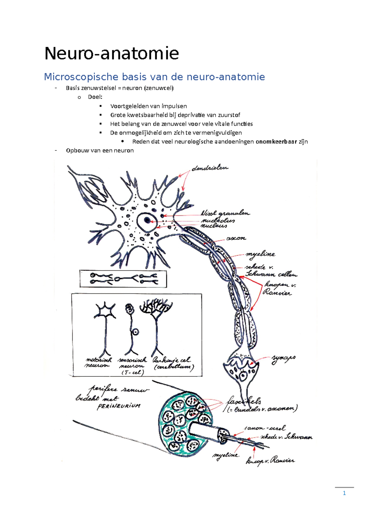 3. Neuro-anatomie - Microscopische basis van de Basis zenuwstelsel ...