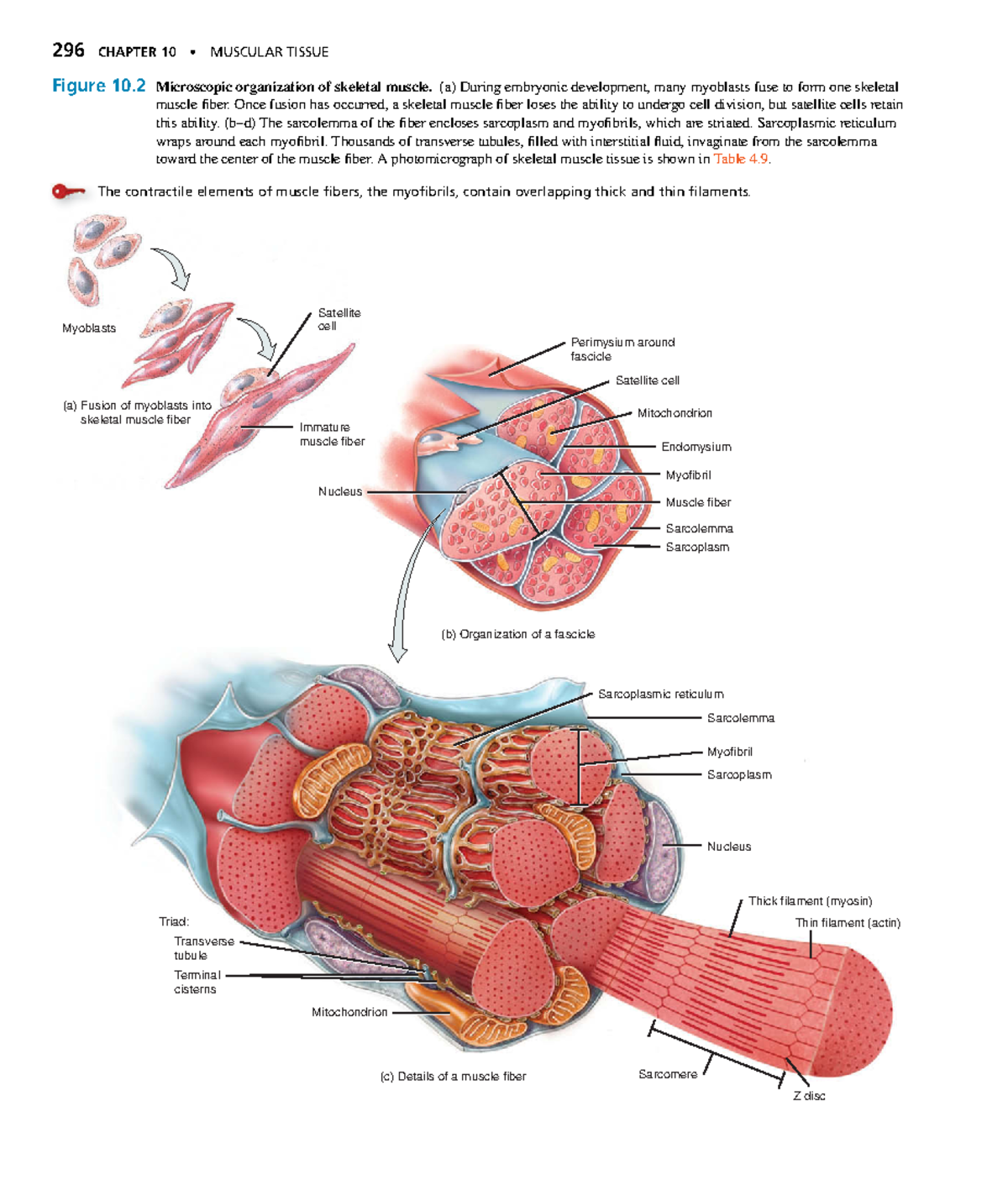 Anatomyand Physiology-110 - 296 CHAPTER 10 • MUSCULAR TISSUE Myoblasts ...
