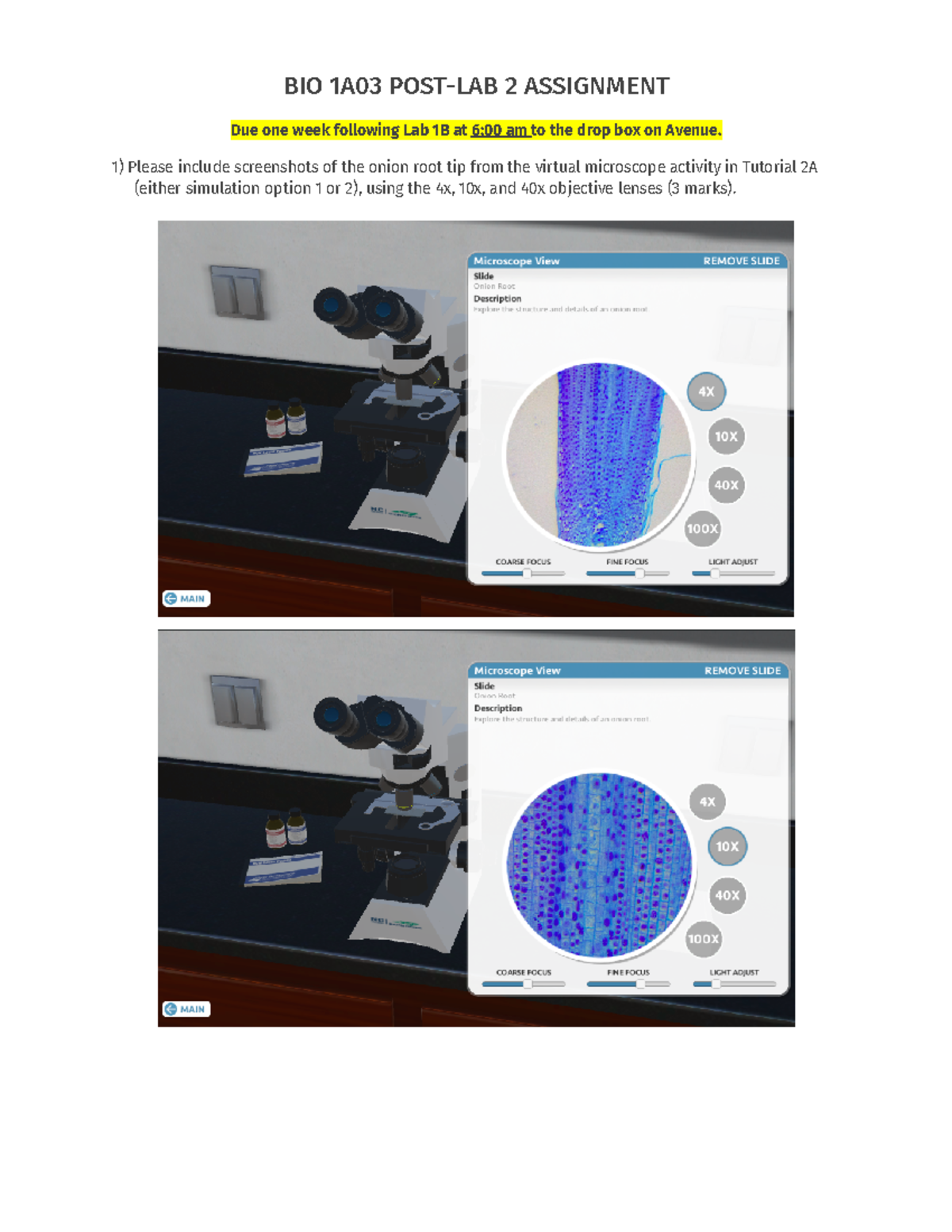 Lab 2 assignment - BIO 1A03 POST-LAB 2 ASSIGNMENT Due one week following Lab 1B at 6:00 am to ...