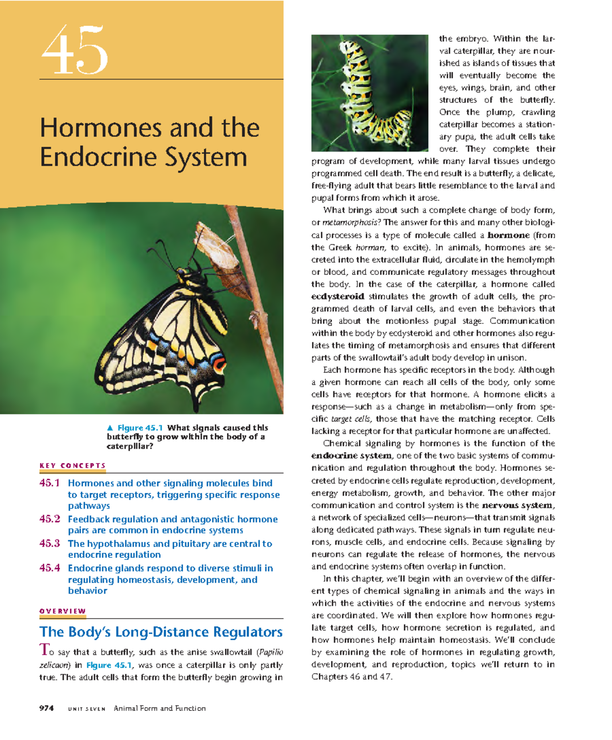 Endocrine system physiology and anatomy - biology - Studocu