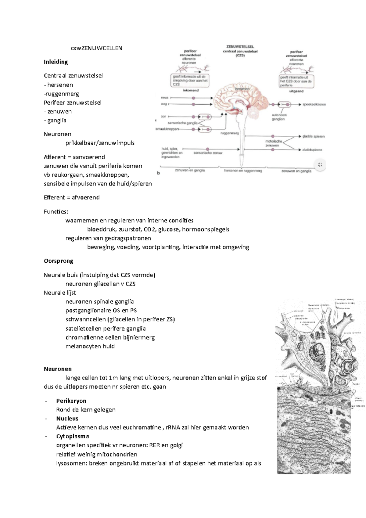 Zenuwweefsel - cxwZENUWCELLEN Inleiding Centraal zenuwstelsel hersenen ...