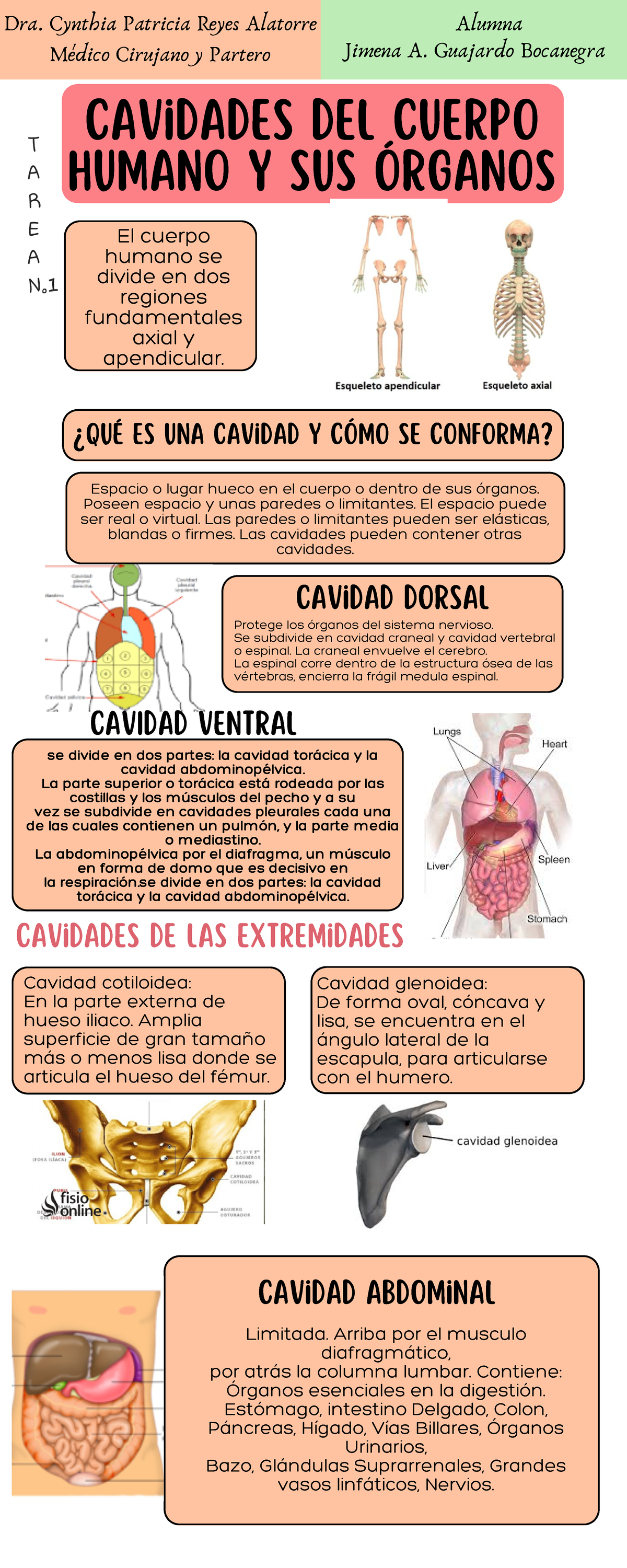 Tarea 2 anatomía - ¿qué es una cavidad y cómo se conforma? cavidades de ...