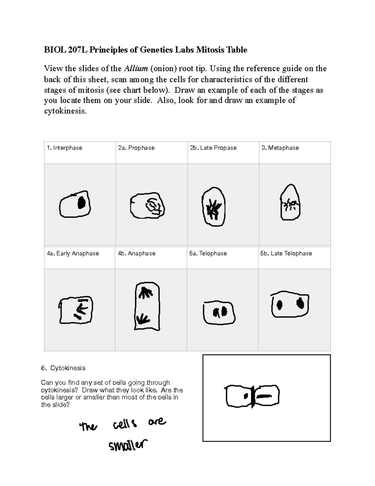 G-Mitosis+Lab+Worksheet+SP18 - BIOL 207L Principles of Genetics Labs ...