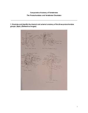 Laboratory Exercise Vertebrate Muscular System (Axial Musculature ...