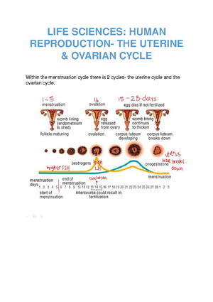 Grade 12 menstrual cycle notes - The menstrual cycle - notes A series ...
