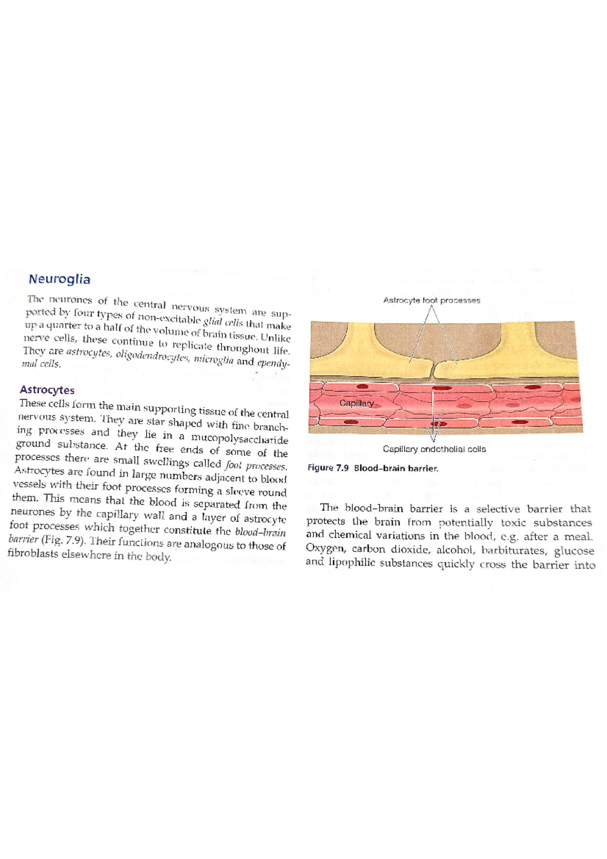 Neuroglia - Summary Humman Antomy And physiology - Studocu