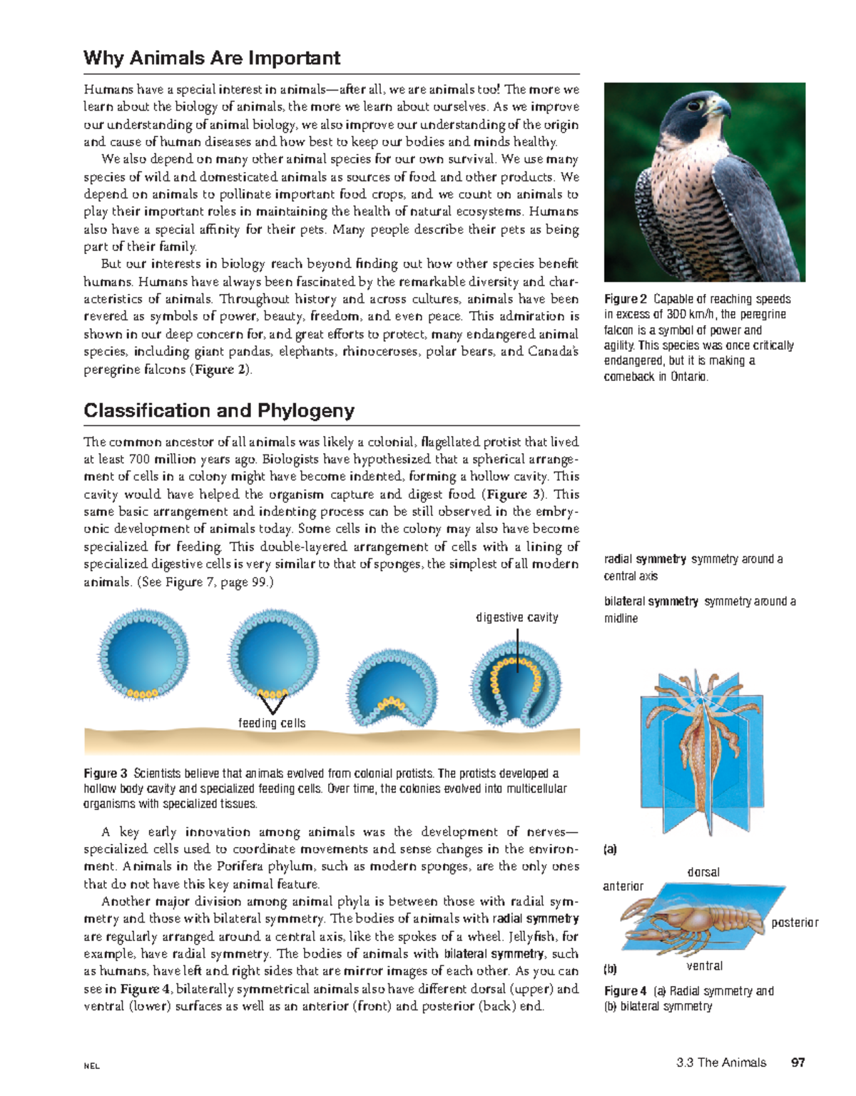 NB11U - Ch3 - The Fungi, Plants and Animals (pgs78-119) 0020-0020 - Why ...