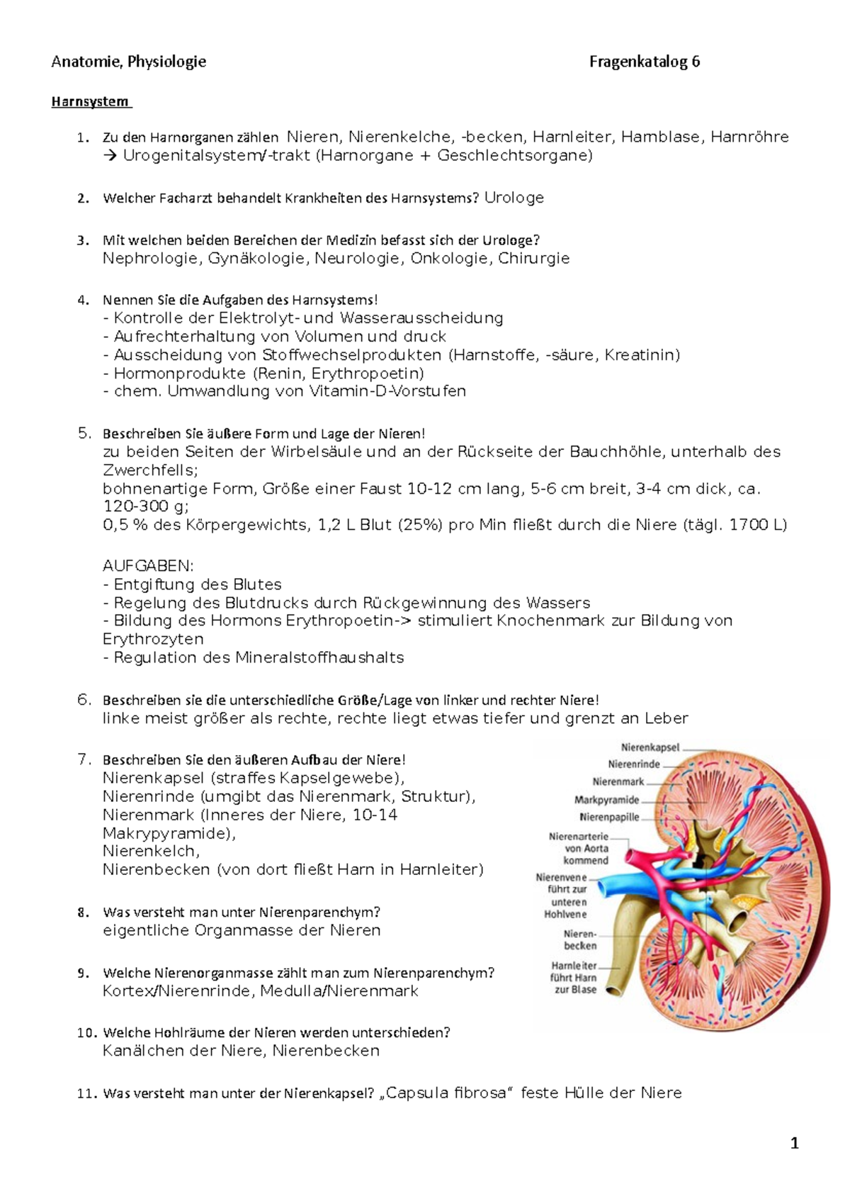 Fragenkatalog+Antworten Harnsystem - Harnsystem Zu den Harnorganen ...