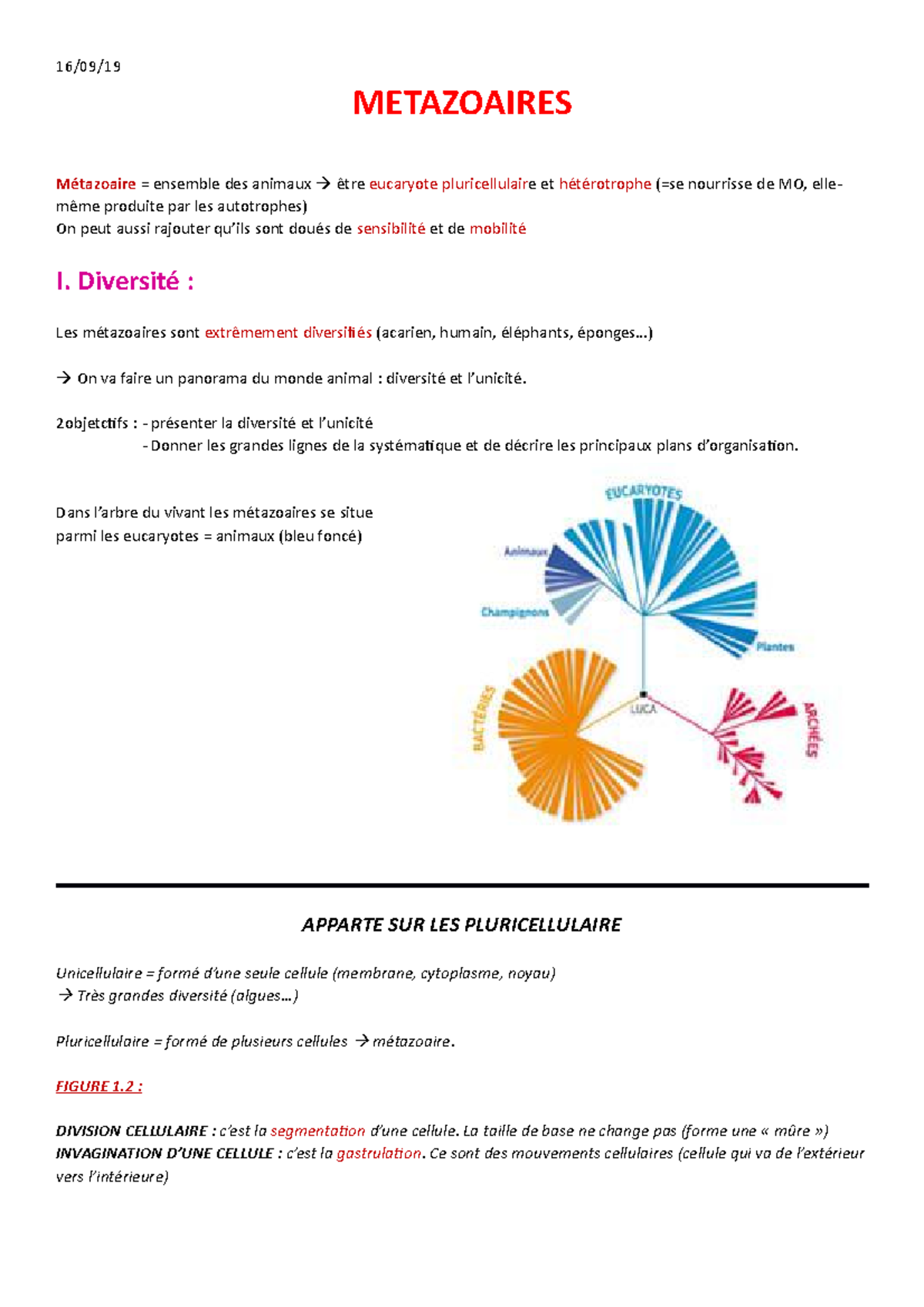 Introduction aux métazoaires - ####### 16/09/ METAZOAIRES Métazoaire ...
