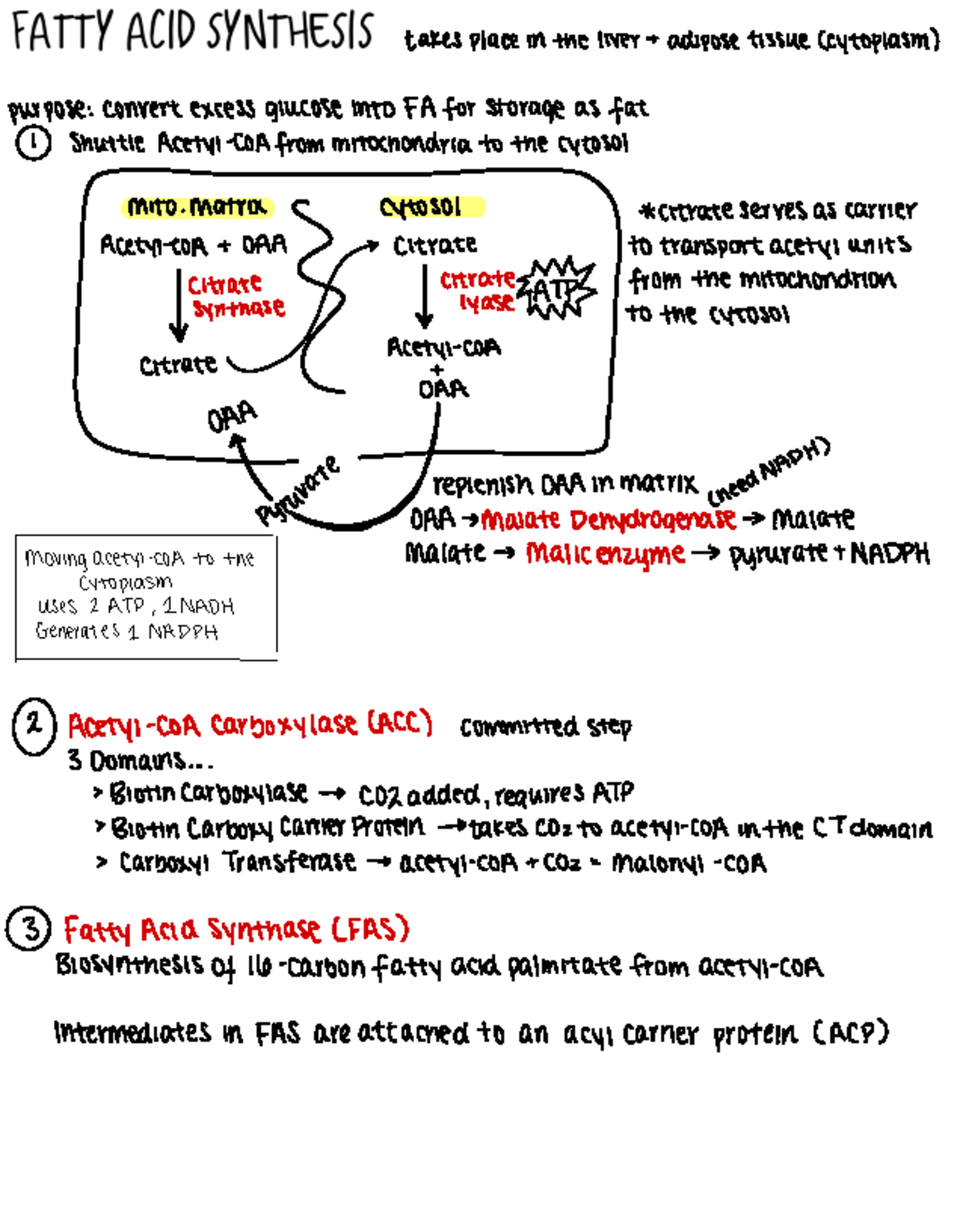 Biochem Fatty Acid Synthesis Summary Sheet - takes place in the liver ...