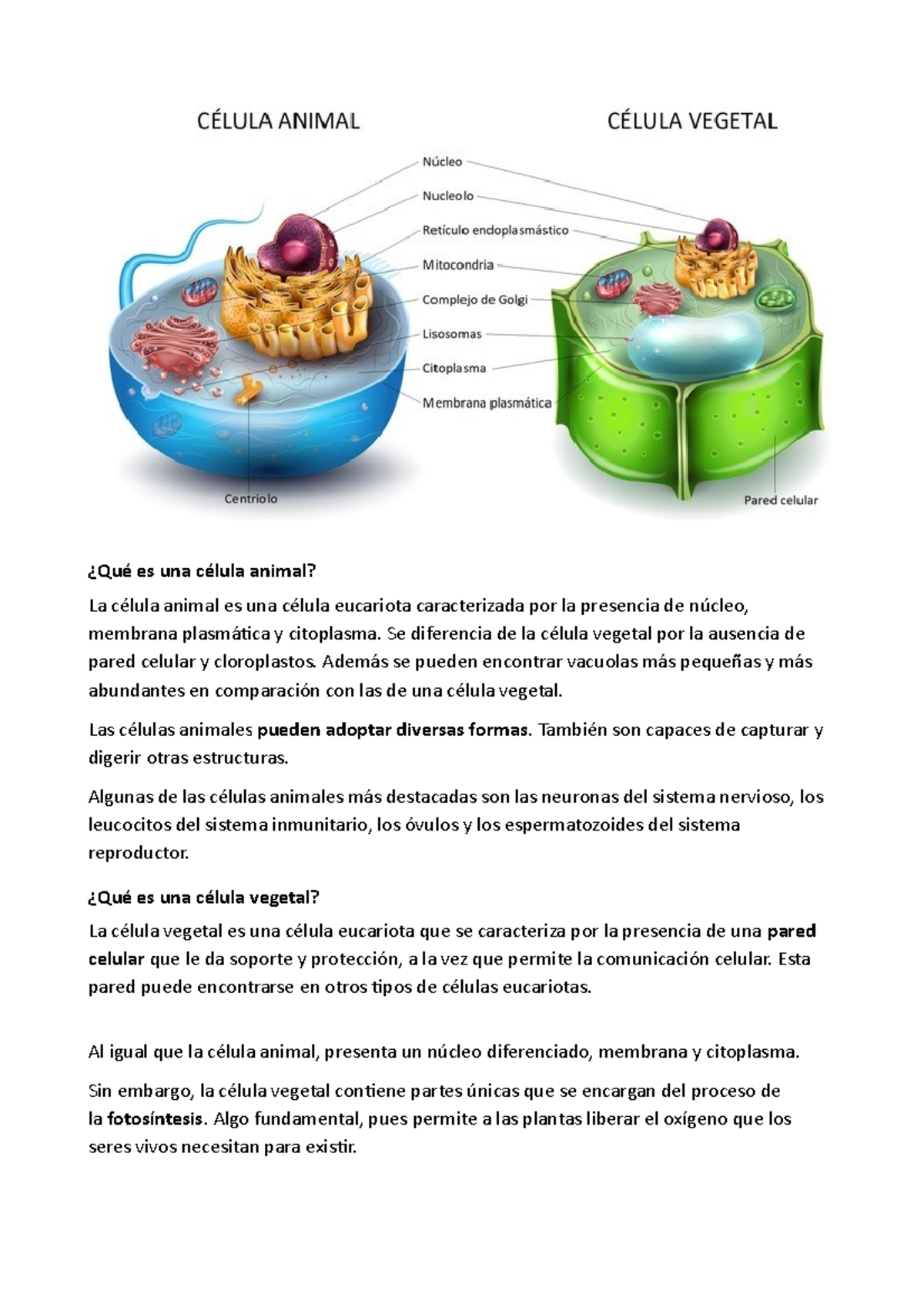 Celula animal y vegetal - ¿Qué es una célula animal? La célula animal ...